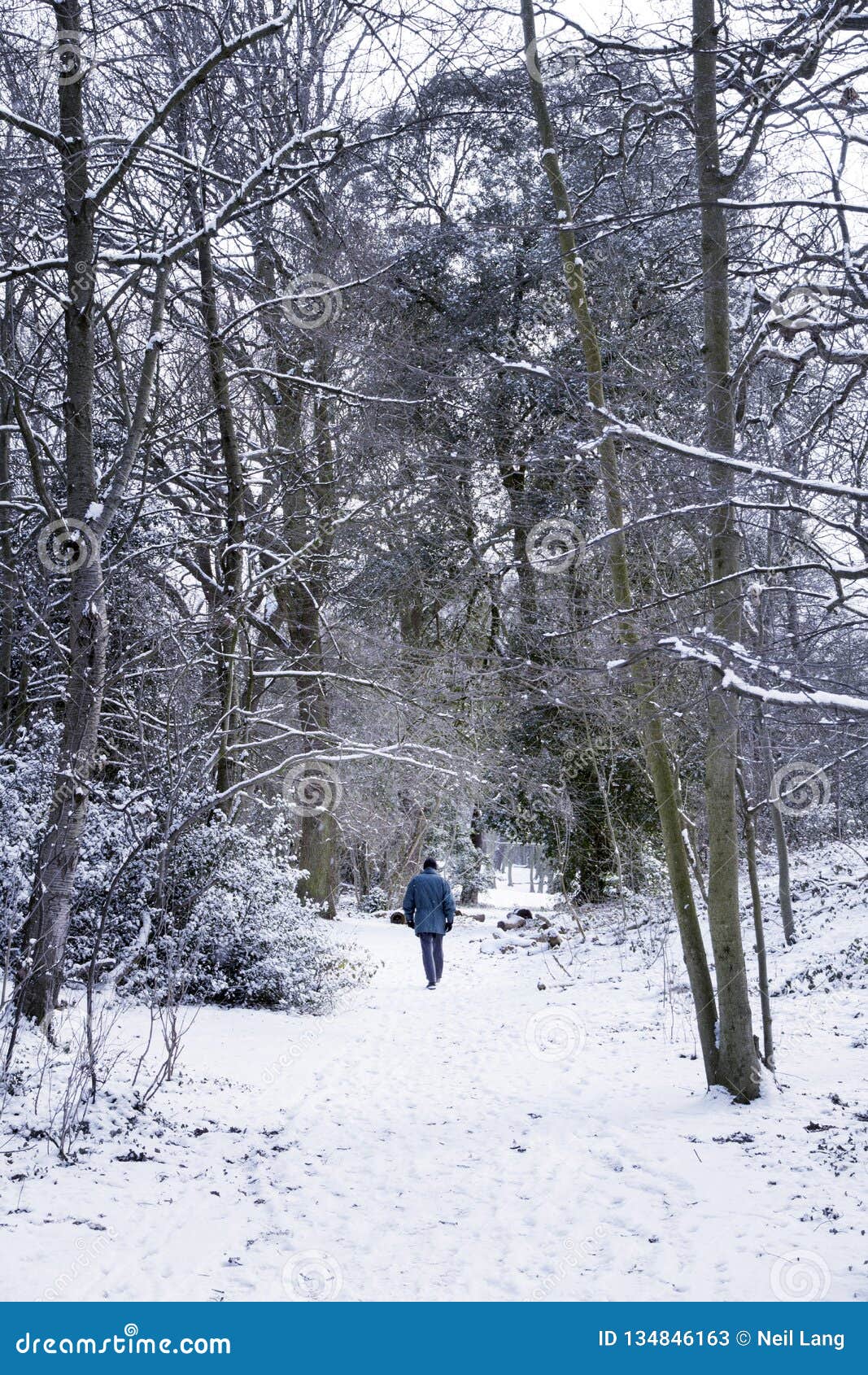 Man walking through trees editorial stock photo. Image of christmas ...