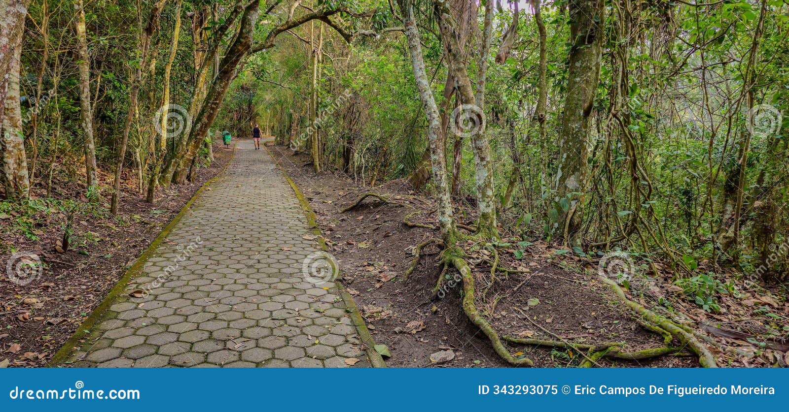 Man Walking among the Trees in a Park Stock Image - Image of concrete ...