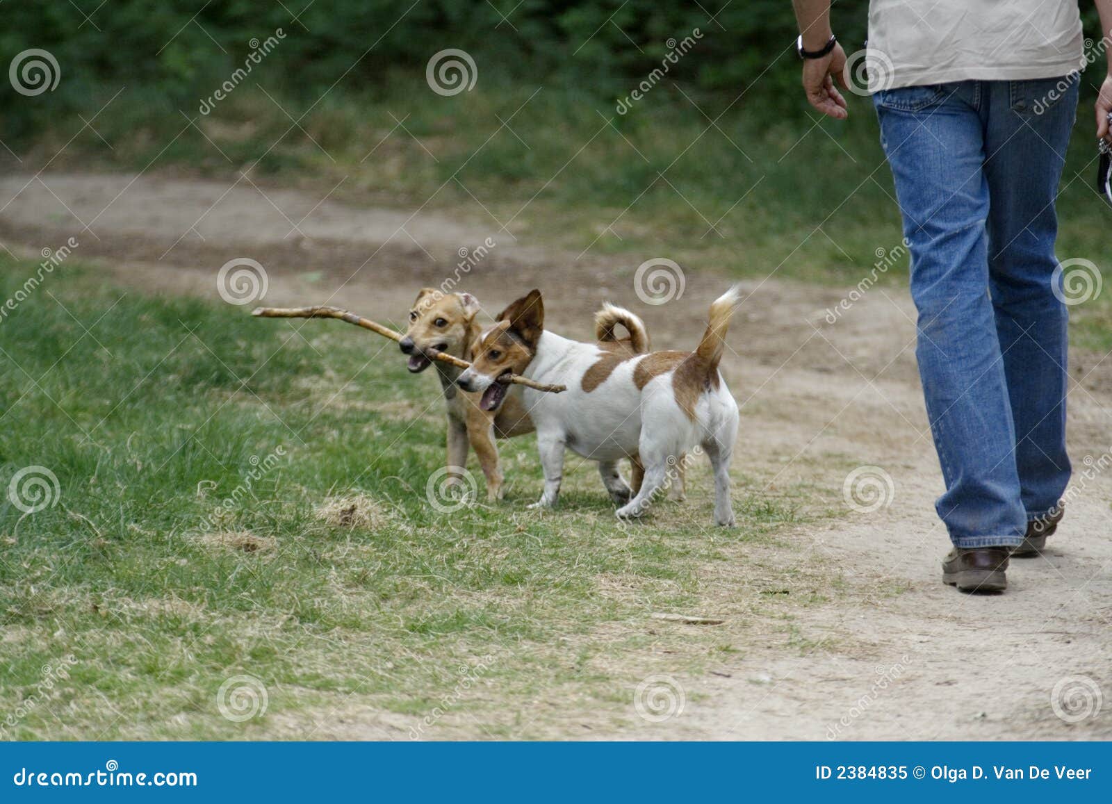 Man walking two dogs stock image. Image of person, pets - 2384835