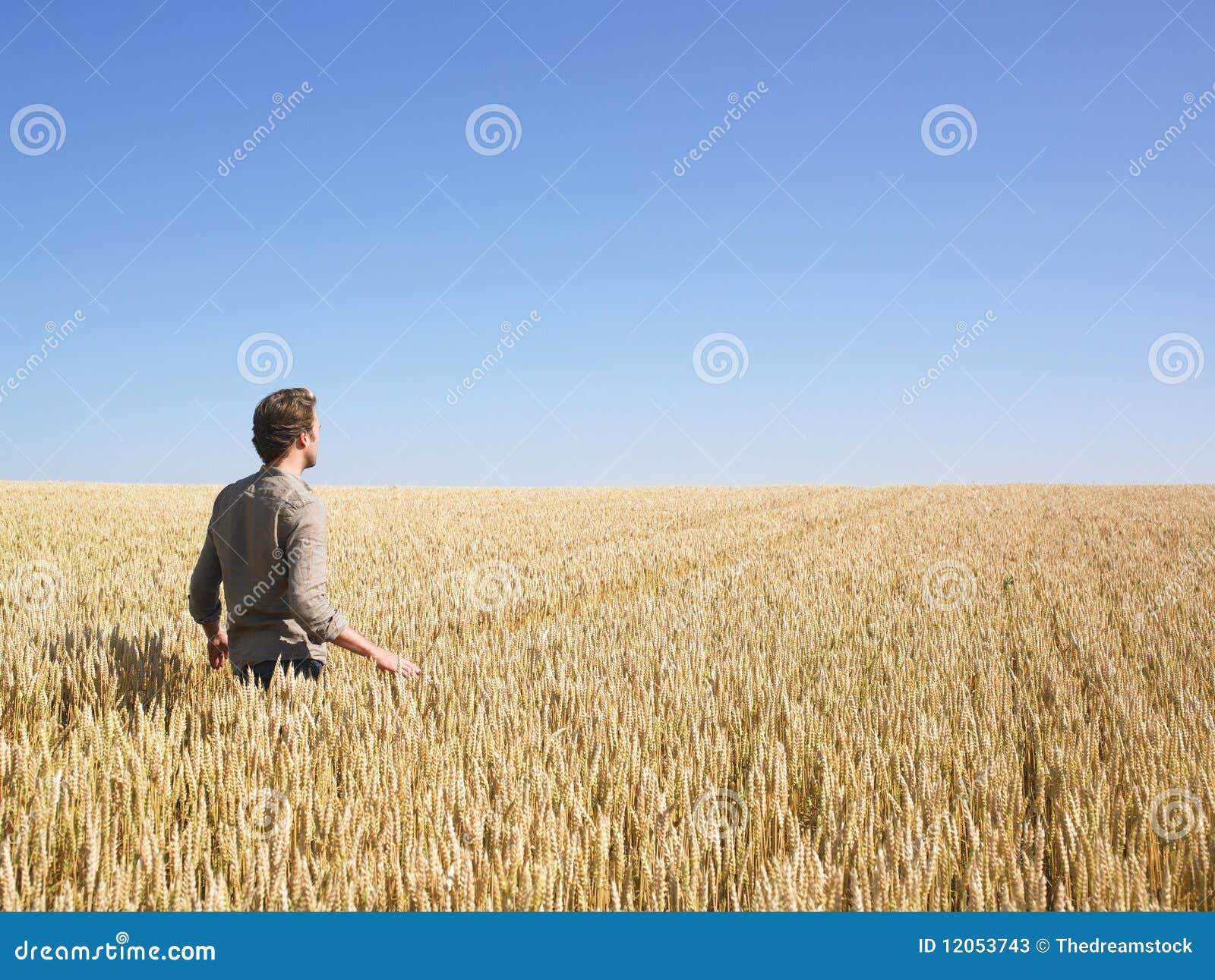 Man Walking in Wheat Field stock image. Image of casual - 12053743