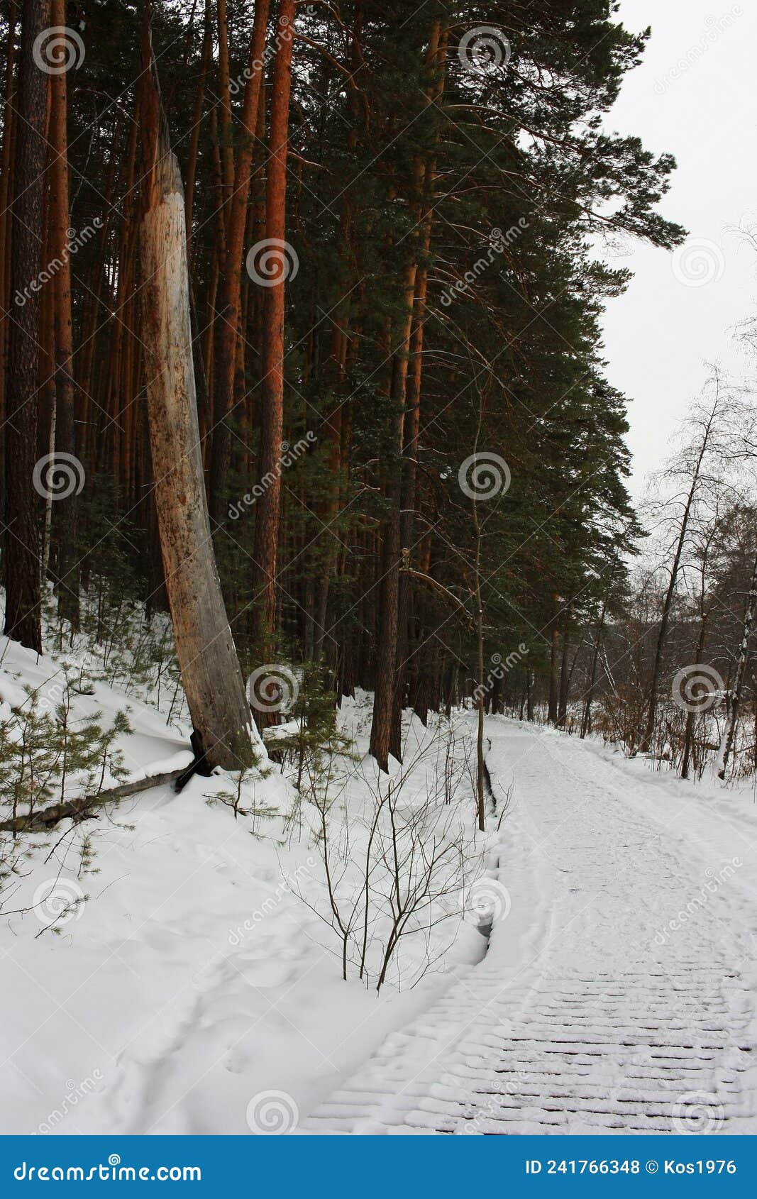 Walking Path in the Winter Forest Stock Photo - Image of branch, bench ...