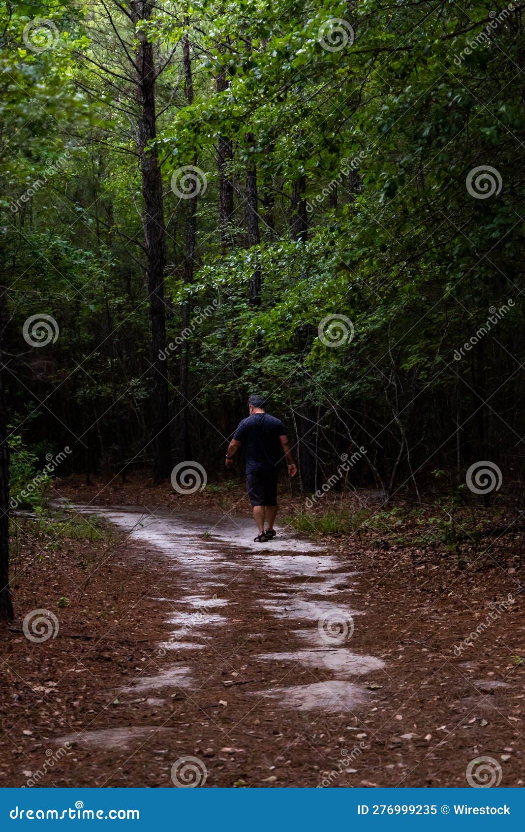 Man Walking in the Woods stock image. Image of walk - 276999235