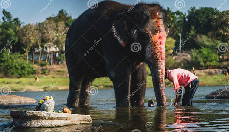 A Man Wash His Elephant On The River In Hampi India Karnakata During A