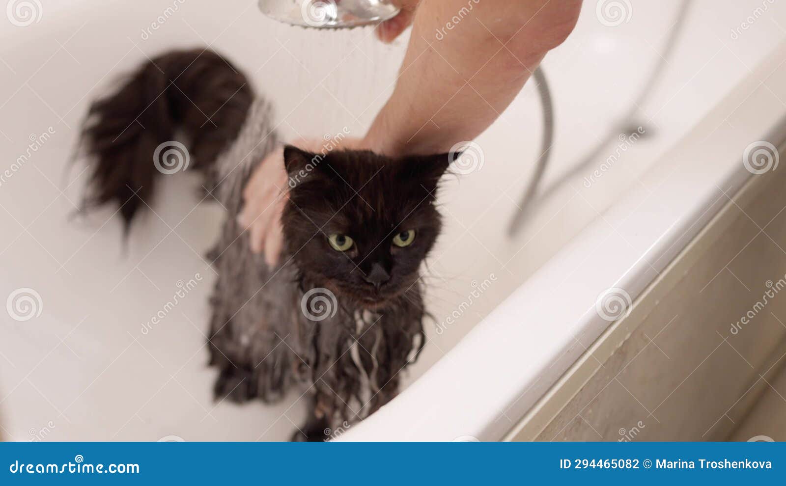 Man Washing Cat. Cat Bathing Stock Footage - Video of feline, hair ...