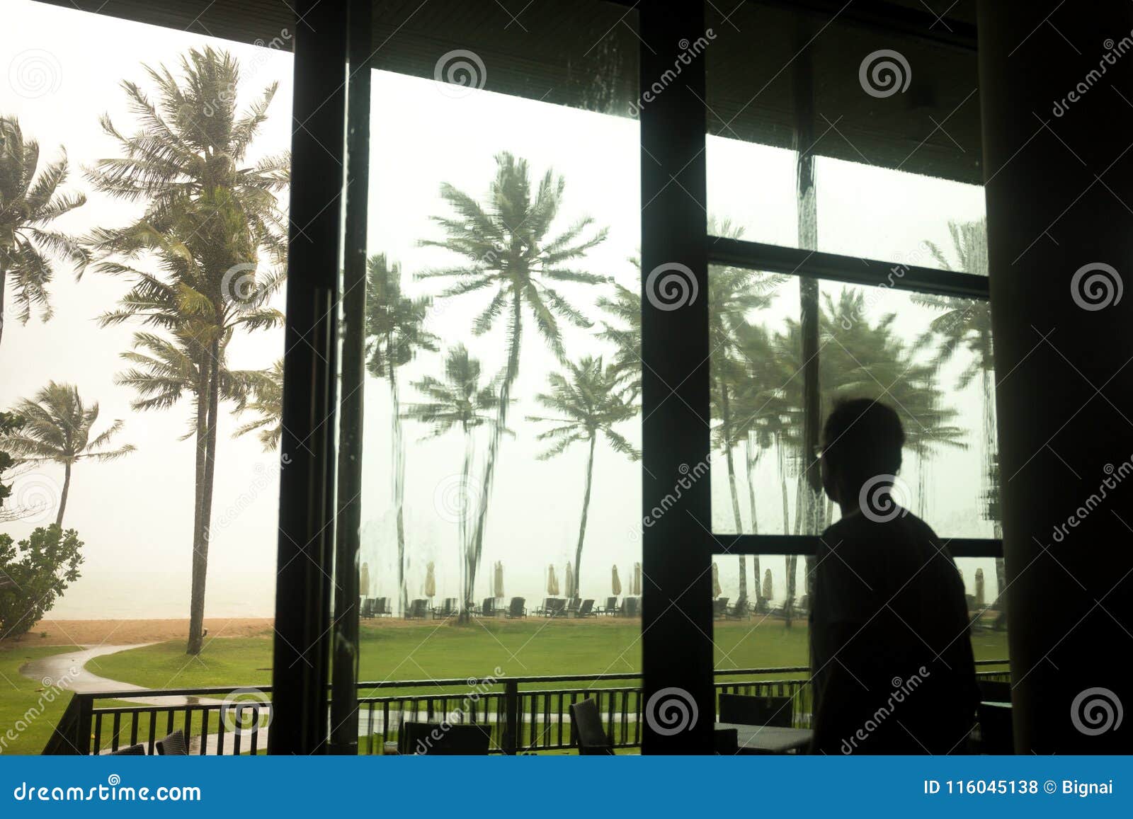 Man Watching Monsoon and Coconut Tree on the Beach Blowing in Th Stock ...
