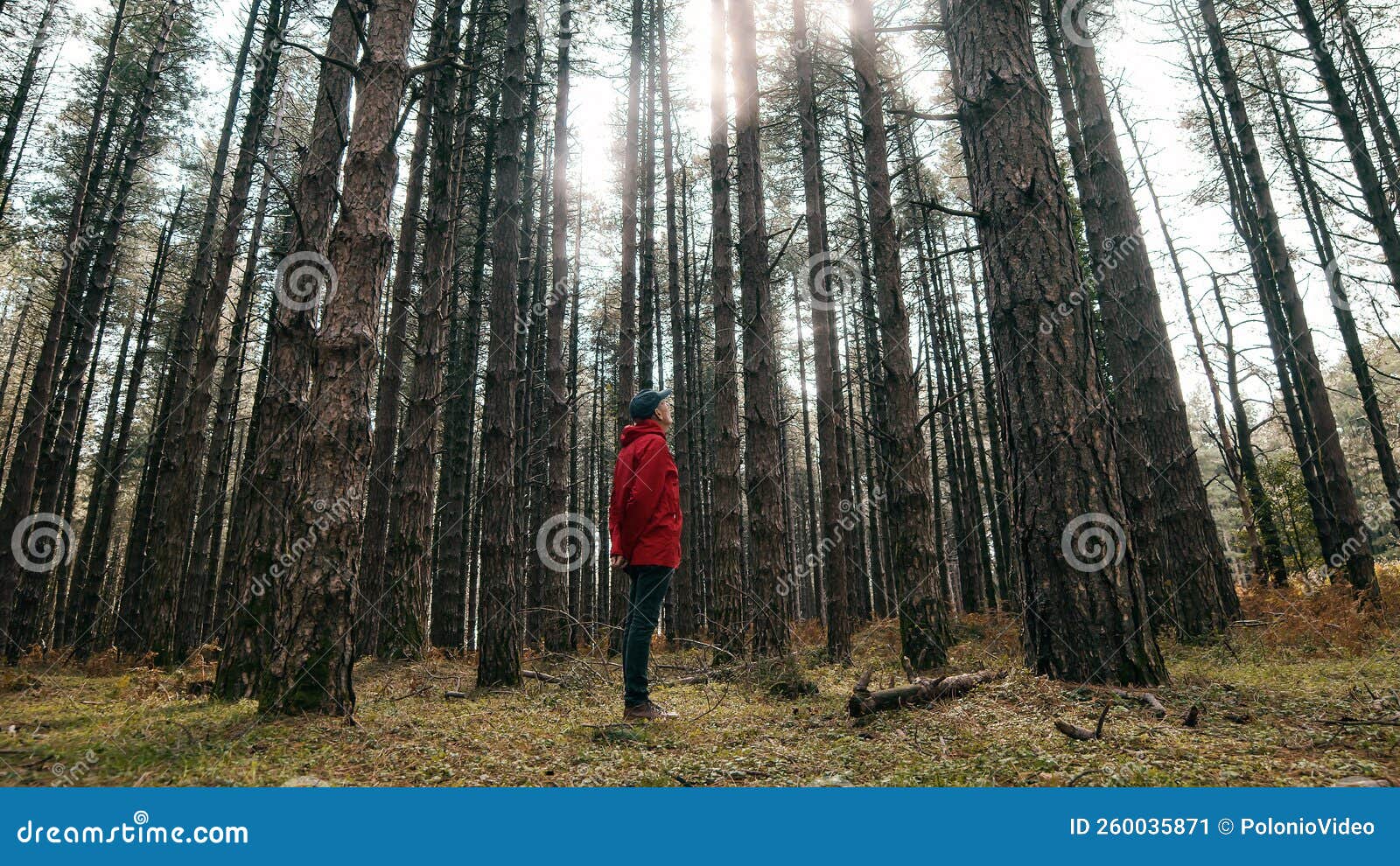 Man is Watching the Tall Empty Tree during Autumn Season in Mountain ...