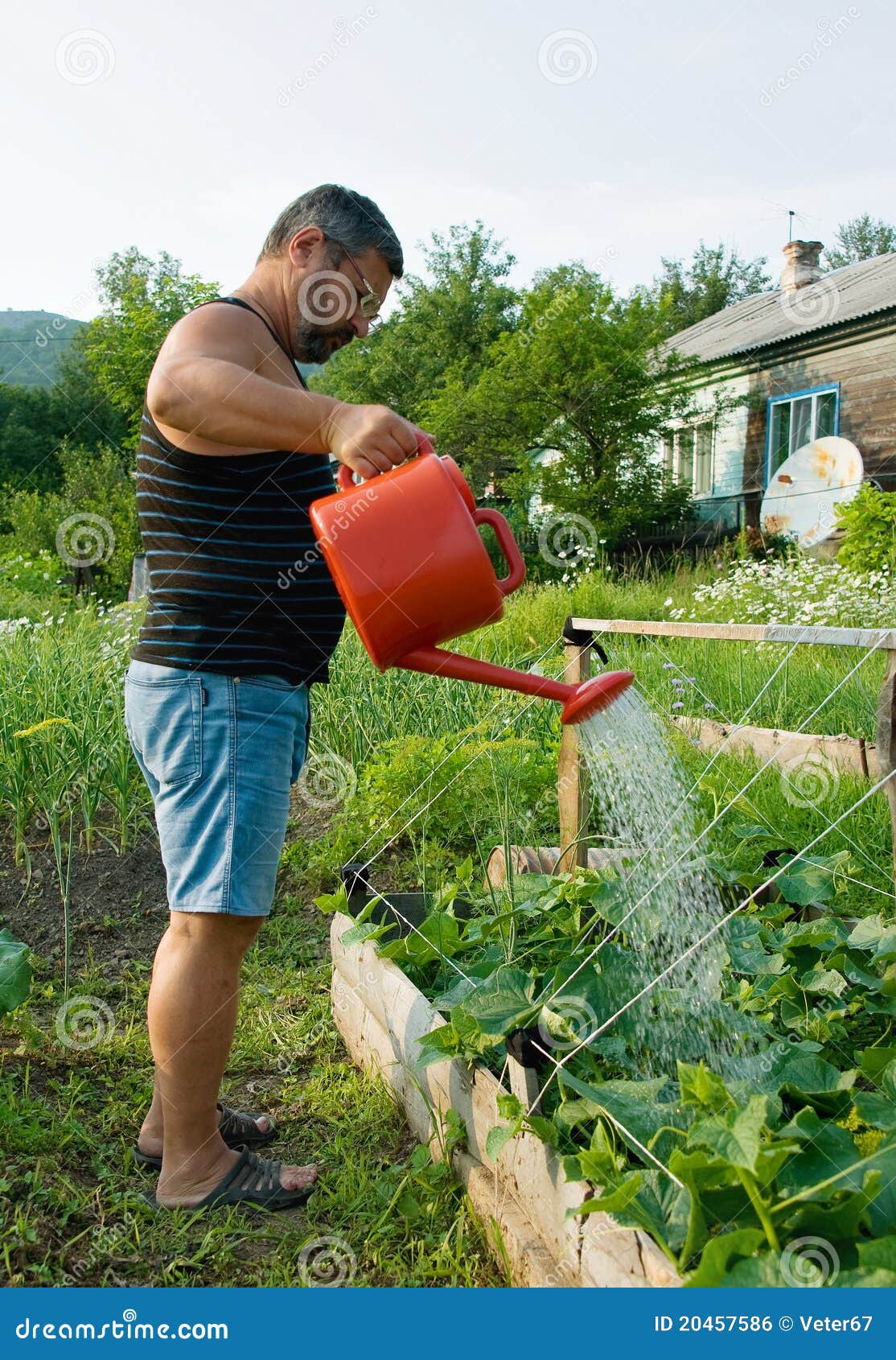 Man watering plants stock photo. Image of environmental - 20457586