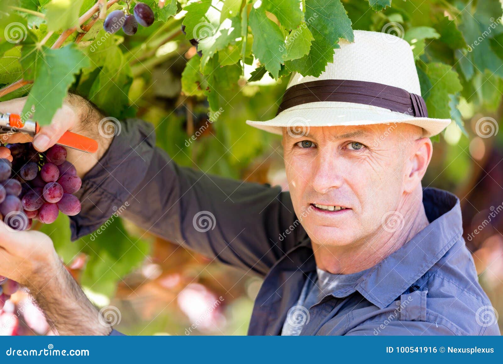 Man standing in vineyard stock photo. Image of life - 100541916