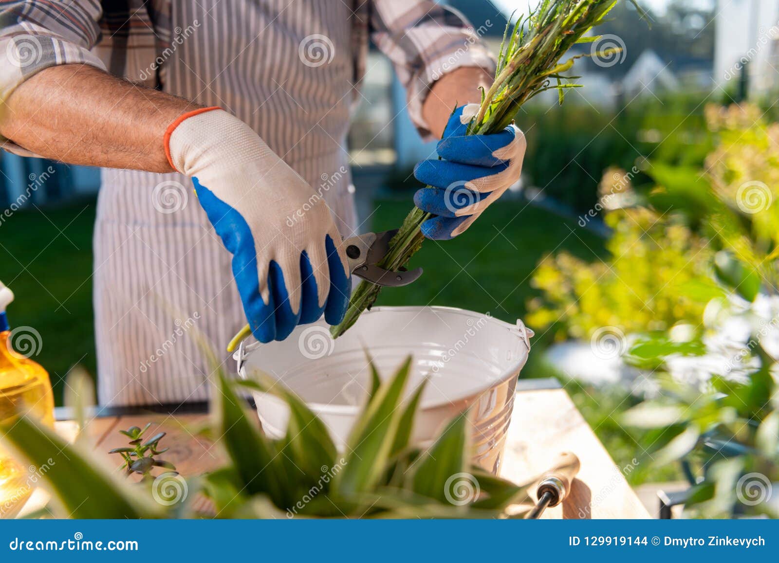 Man Wearing Striped Apron and Gloves Cutting Off Some Dry Roots of ... Man Wearing Striped Apron and Gloves Cutting Off Some Dry Roots of ...