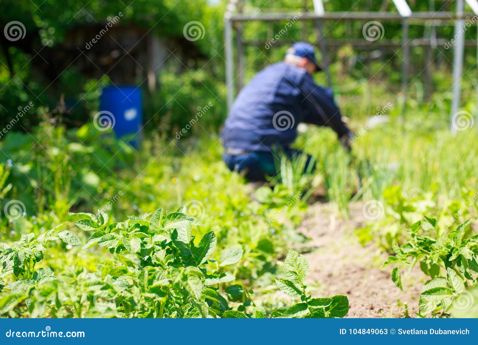 A man is weeding beds. stock image. Image of bucket - 104849063