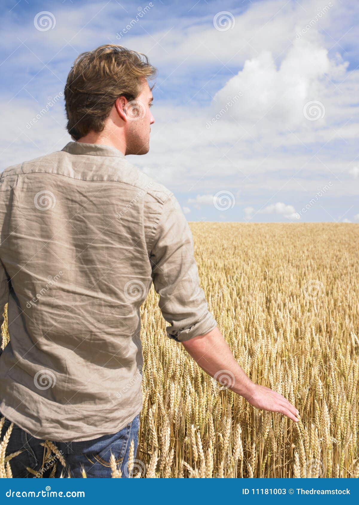 Man in wheat field stock image. Image of cultivate, hand - 11181003