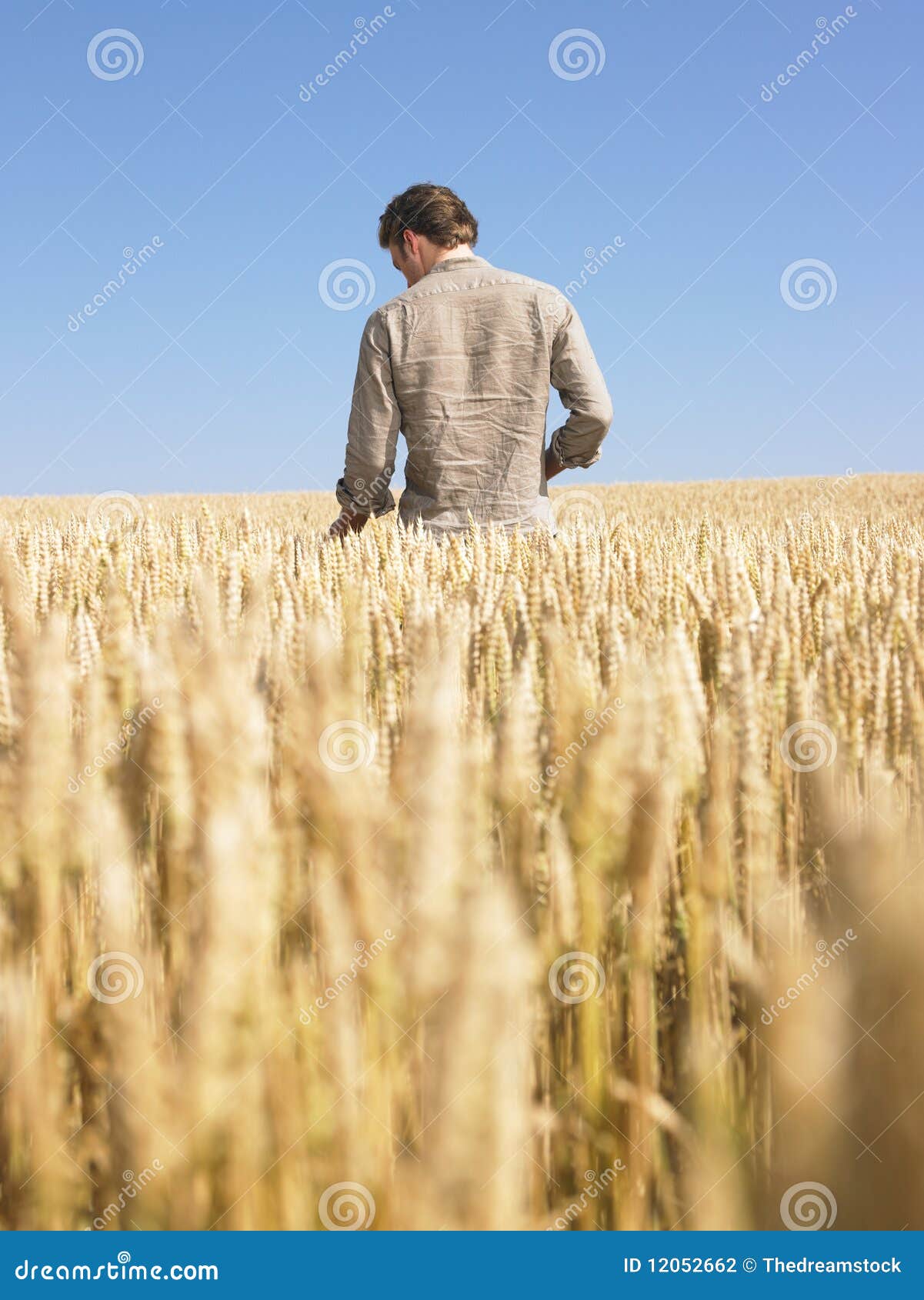 Man in Wheat Field stock photo. Image of farming, horizon - 12052662