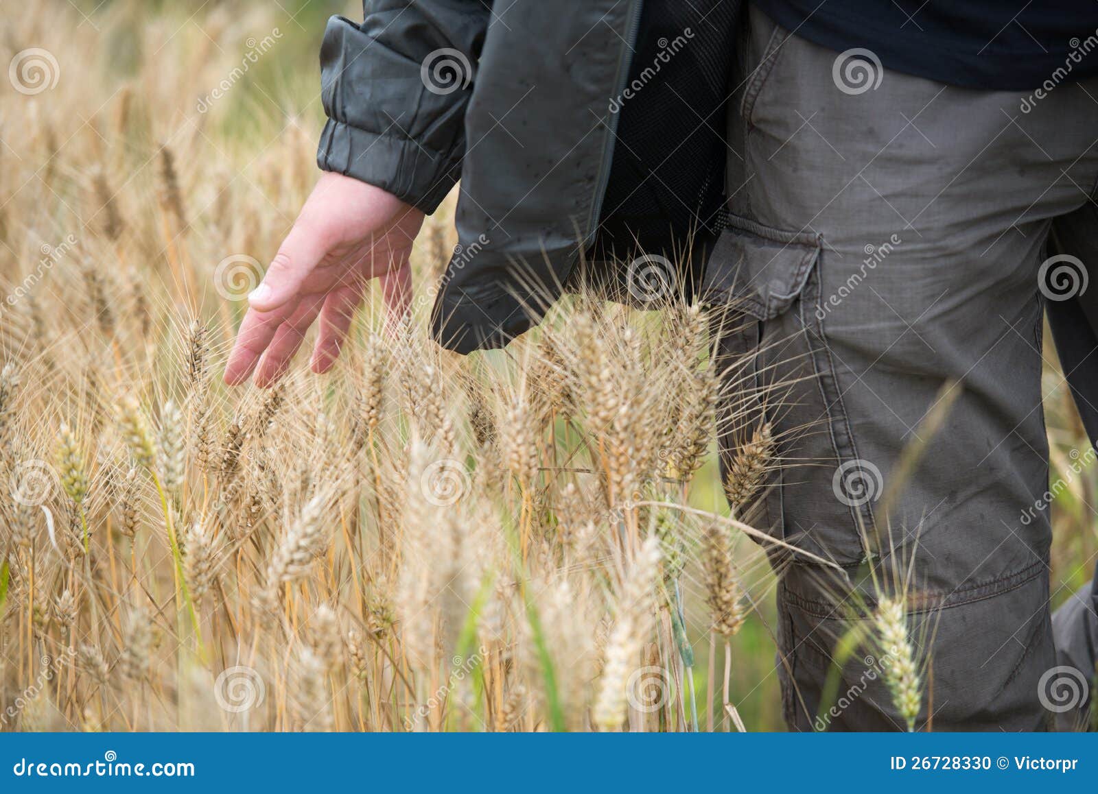 Man in wheat field stock photo. Image of scene, nature - 26728330