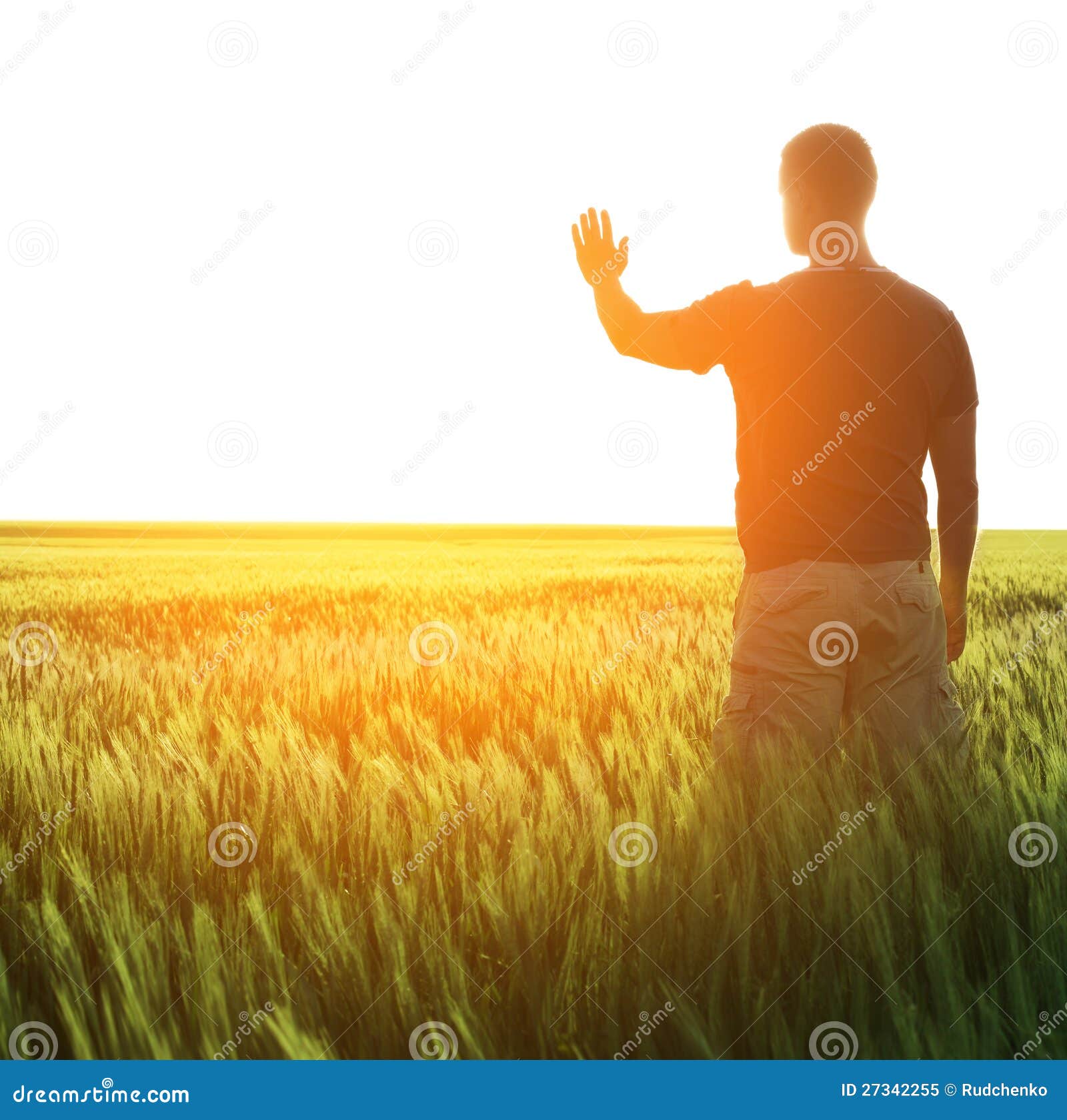 Man in Wheat Field and Sunlight Stock Image - Image of green, relaxing ...
