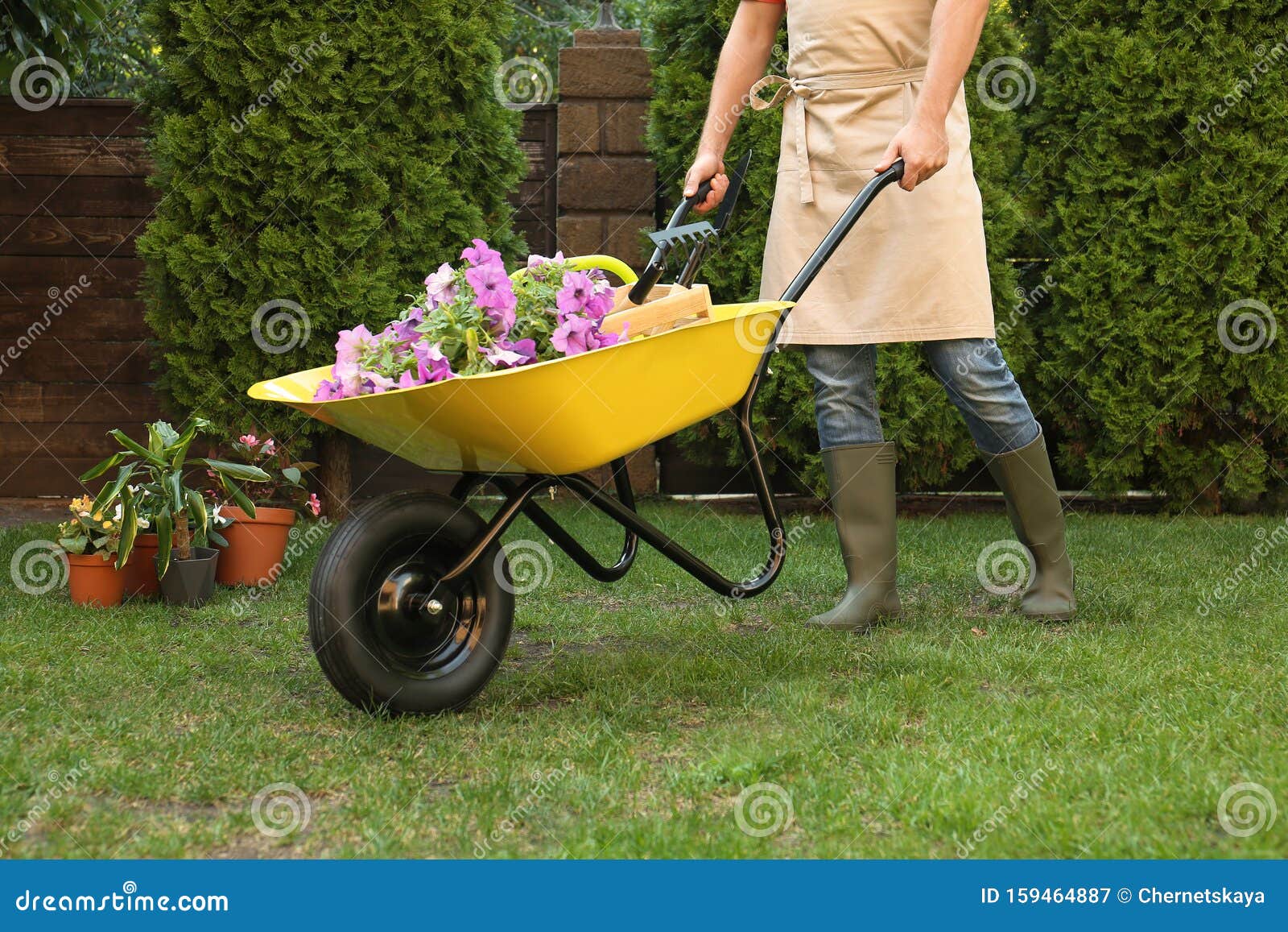 Man with Wheelbarrow Working in Garden Stock Image - Image of flowers ...