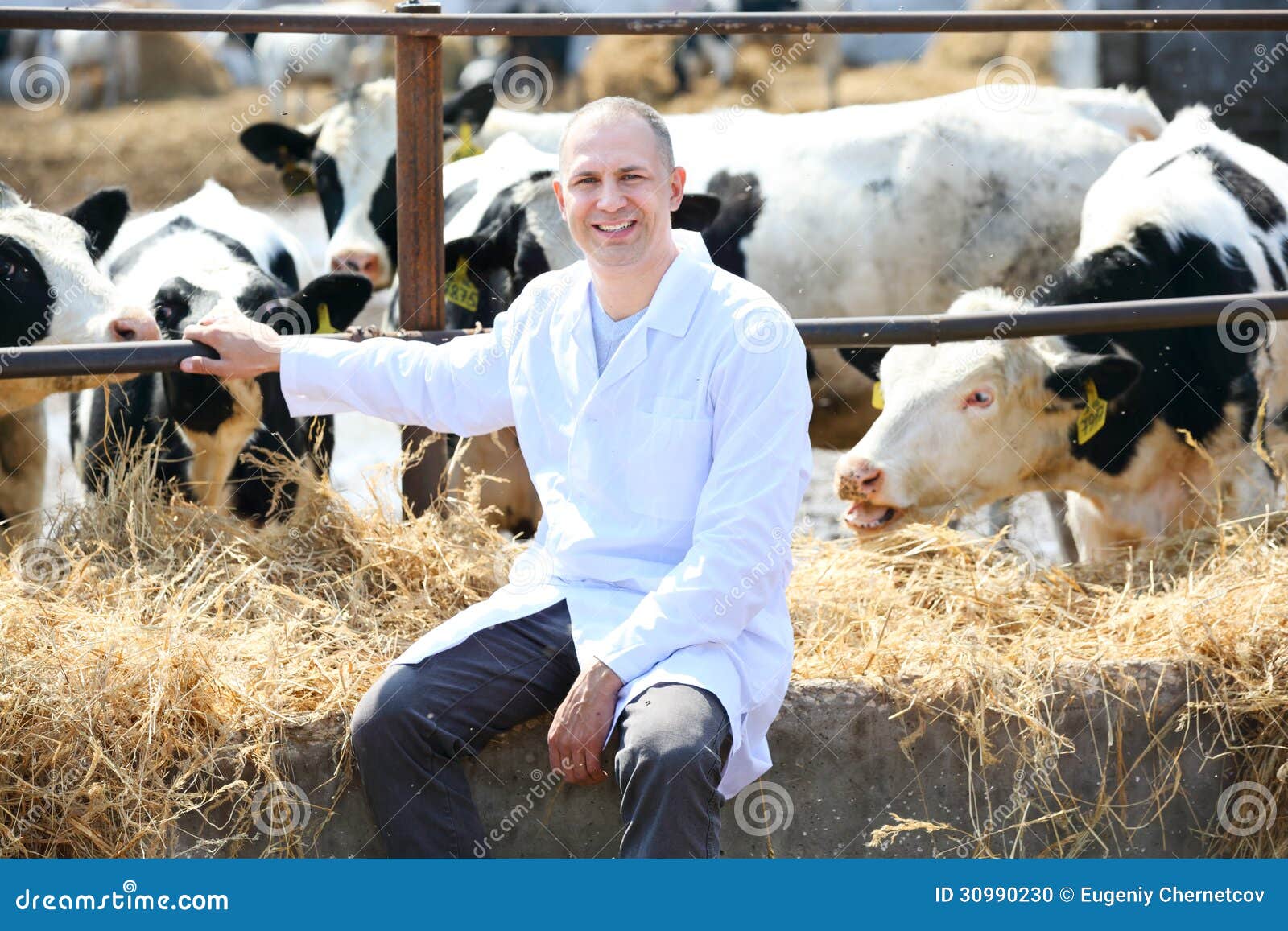Man in a White Coat on the Cow Farm Stock Photo - Image of happiness ...