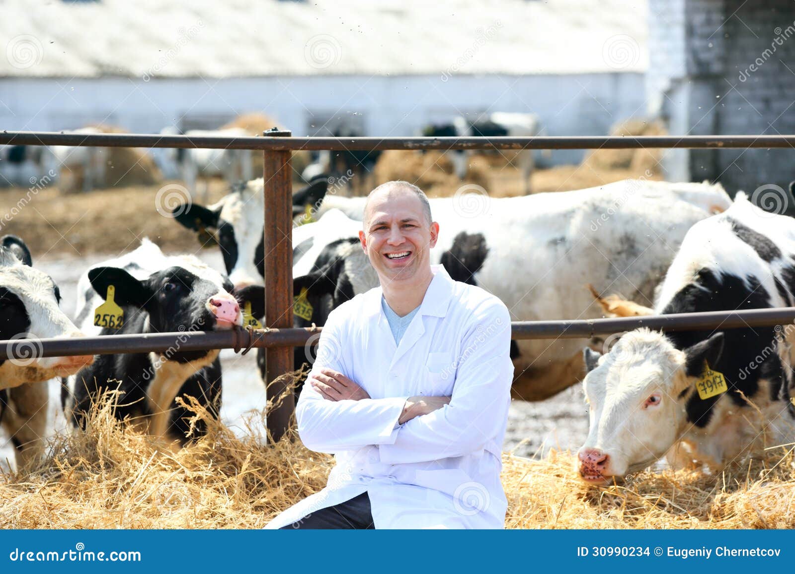 Man in a White Coat on the Cow Farm Stock Photo - Image of professional ...