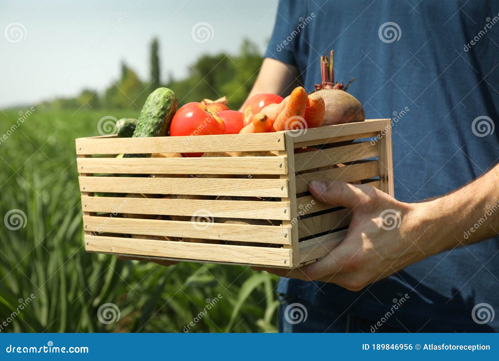 Man Wooden Box of Vegetables in Corn Field. Farming Stock Photo - Image ...