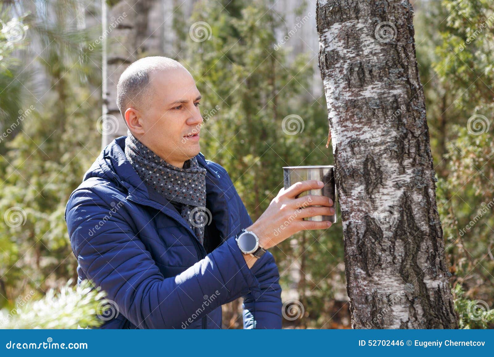 Man in Woods Collecting Birch Sap Stock Photo - Image of collect ...