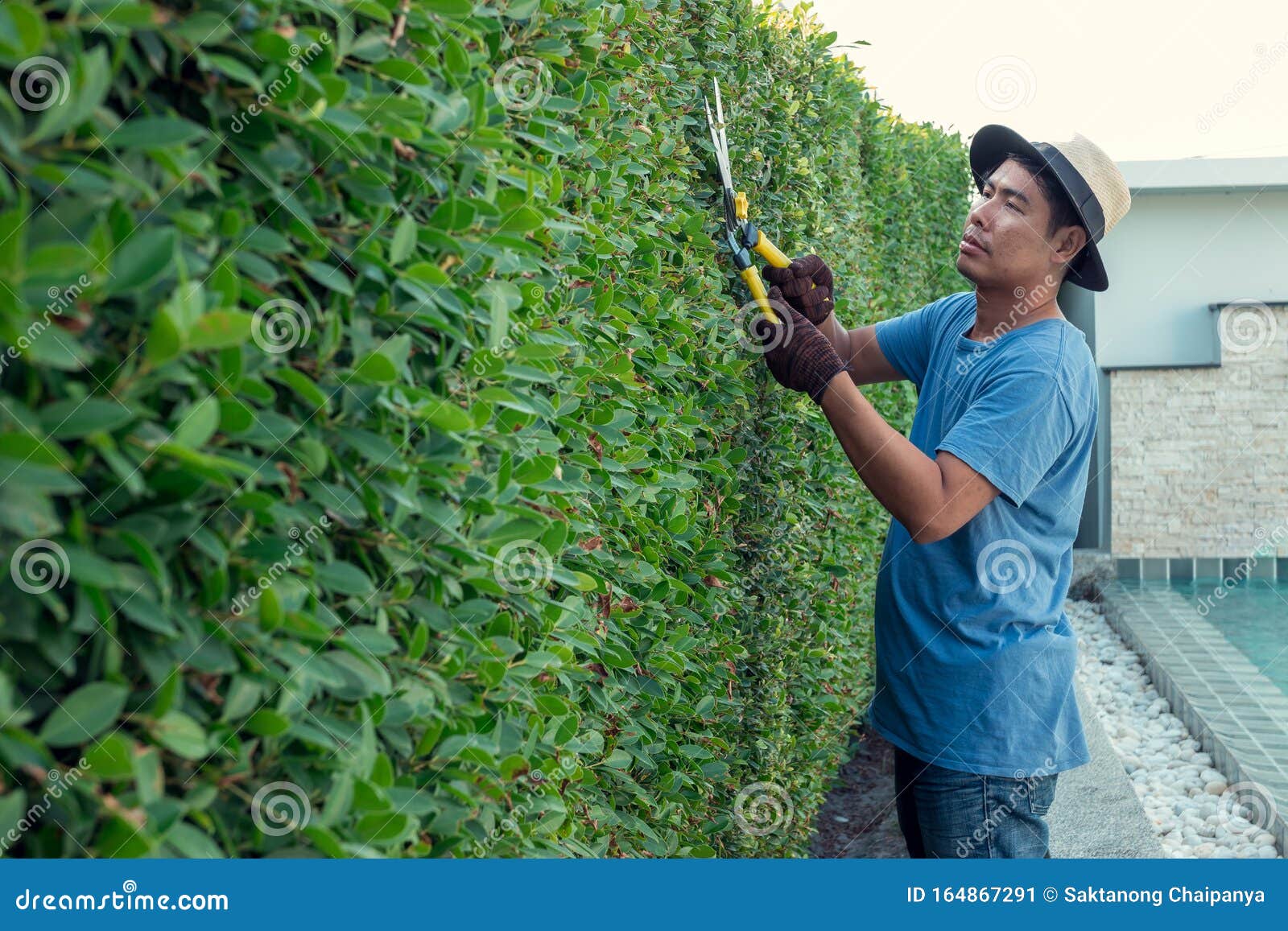 Man Worker Cutting Trees in Garden. Stock Image - Image of plant ...