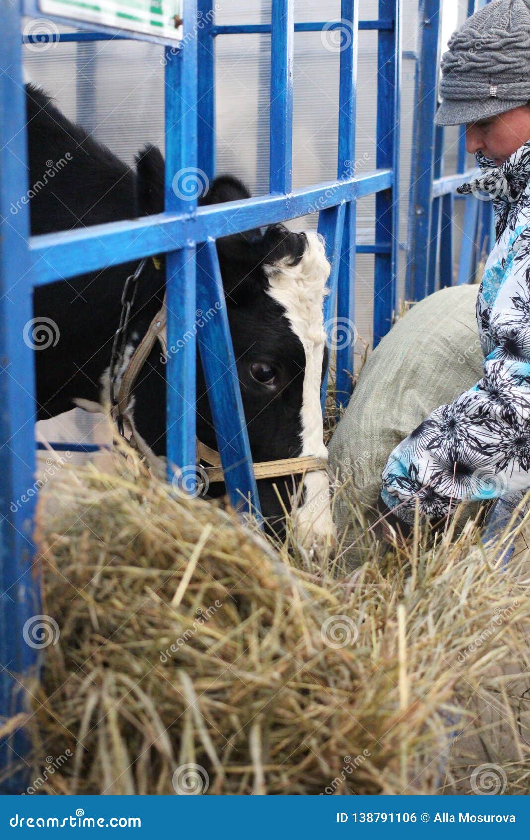 Man Worker on the Farm Feeding Cows Eating Hay in the Paddock Editorial ...