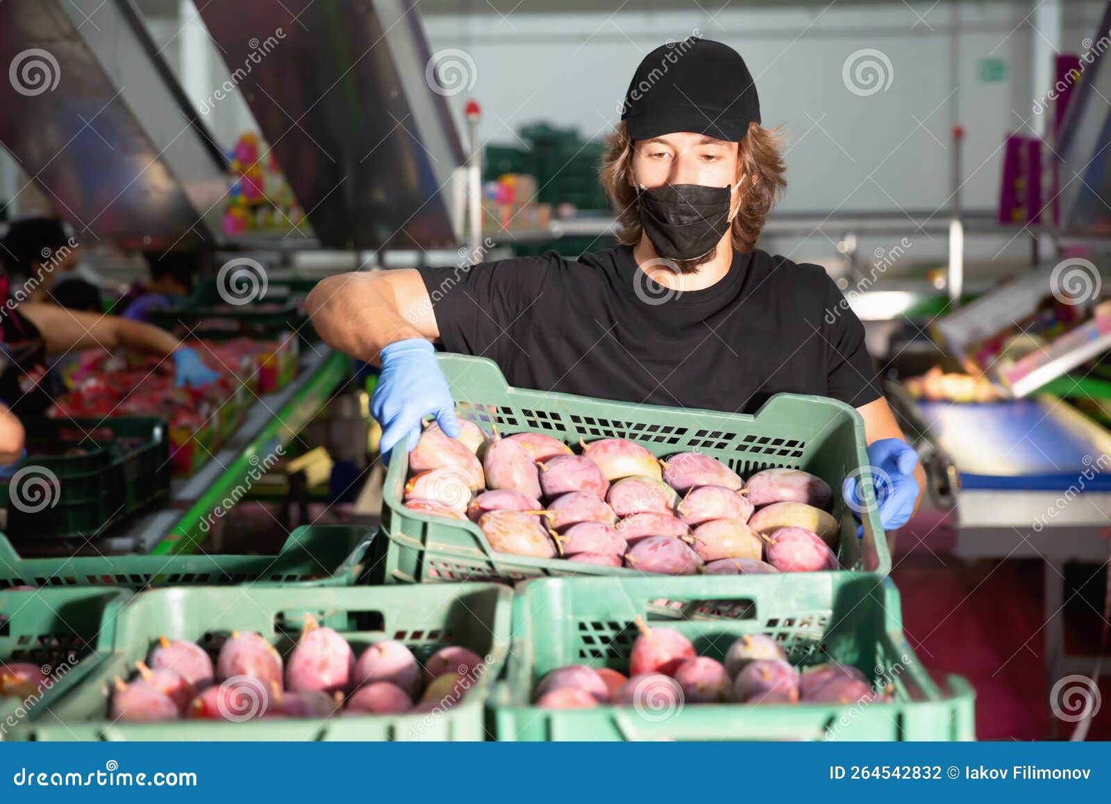 Man Worker in Mask and Gloves Working with Fresh Tropical Mango during ...