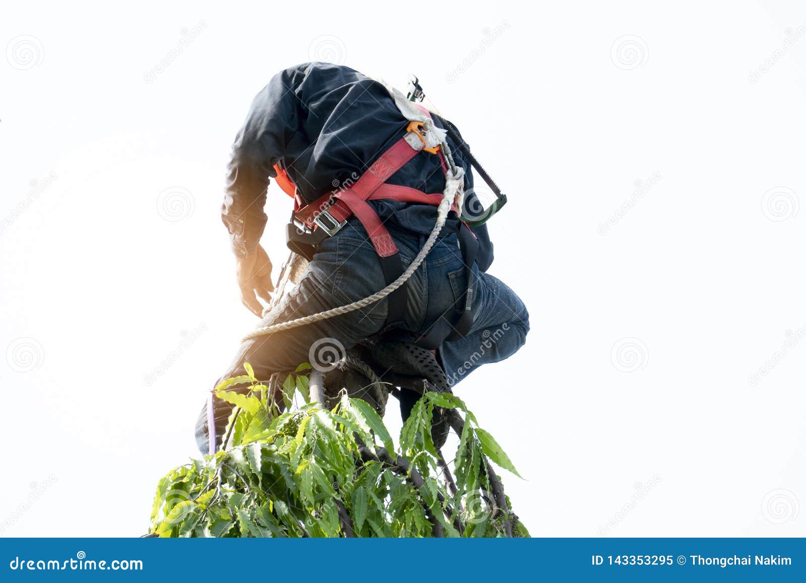 Man workers climbing trees stock image. Image of adult - 143353295