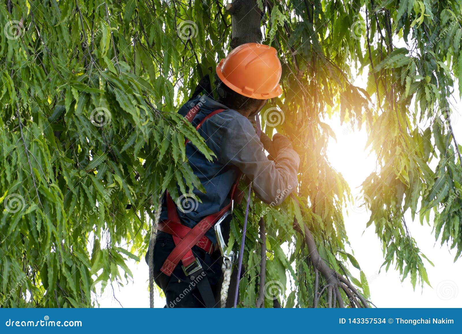 Man workers climbing trees editorial stock image. Image of chain ...
