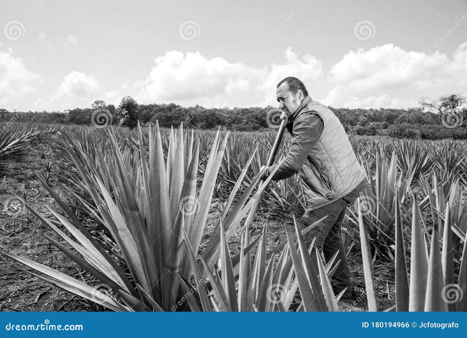 Man Working on Agave Cutting for the Tequila Industry Stock Photo ...