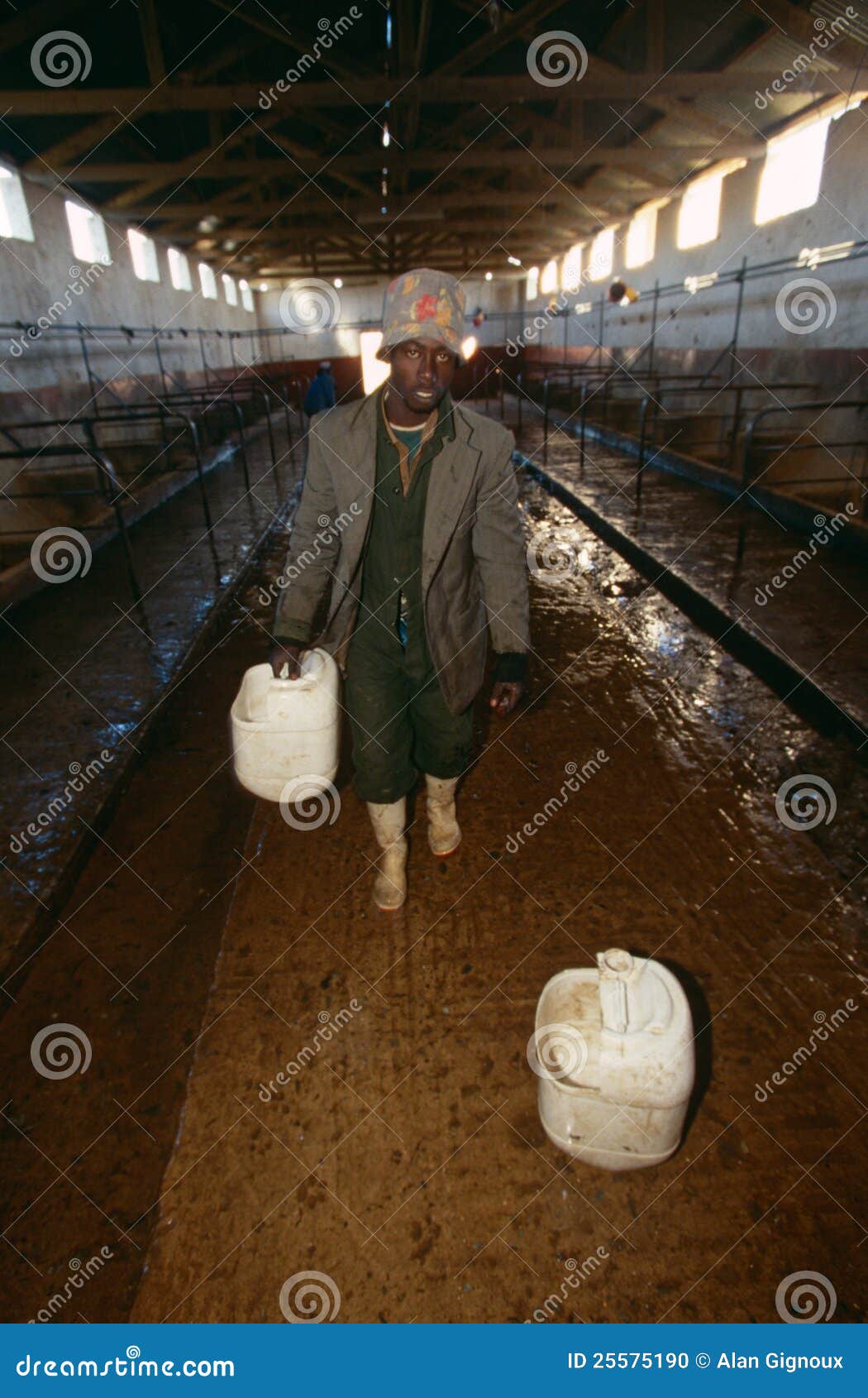 A Man Working in a Barn in South Africa. Editorial Image - Image of ...