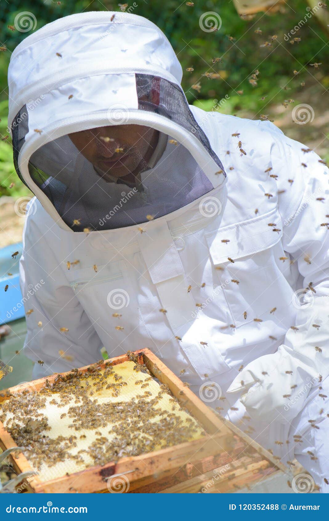 Man working on beehive stock photo. Image of beekeeping - 120352488