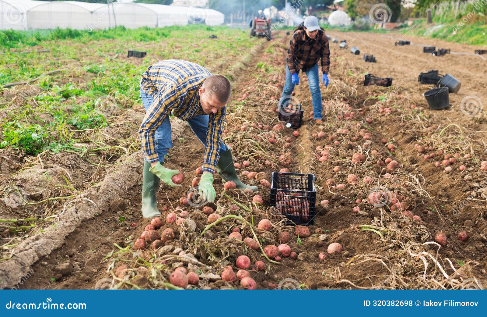 Man Working on Farmer Field, Picking Early Potatoes Stock Photo - Image ...