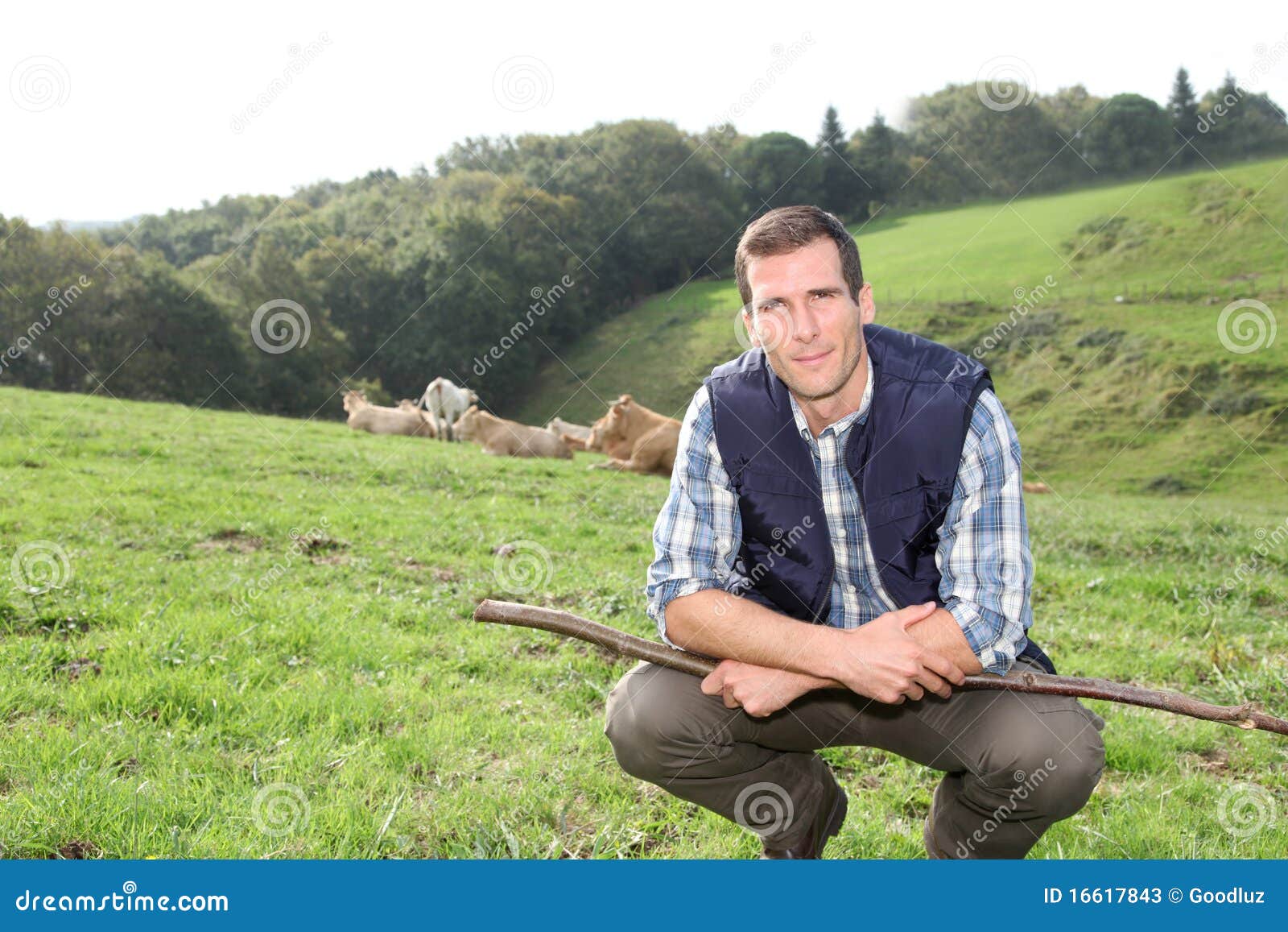 Man Working in Field with Cattle Stock Image - Image of pasturage ...