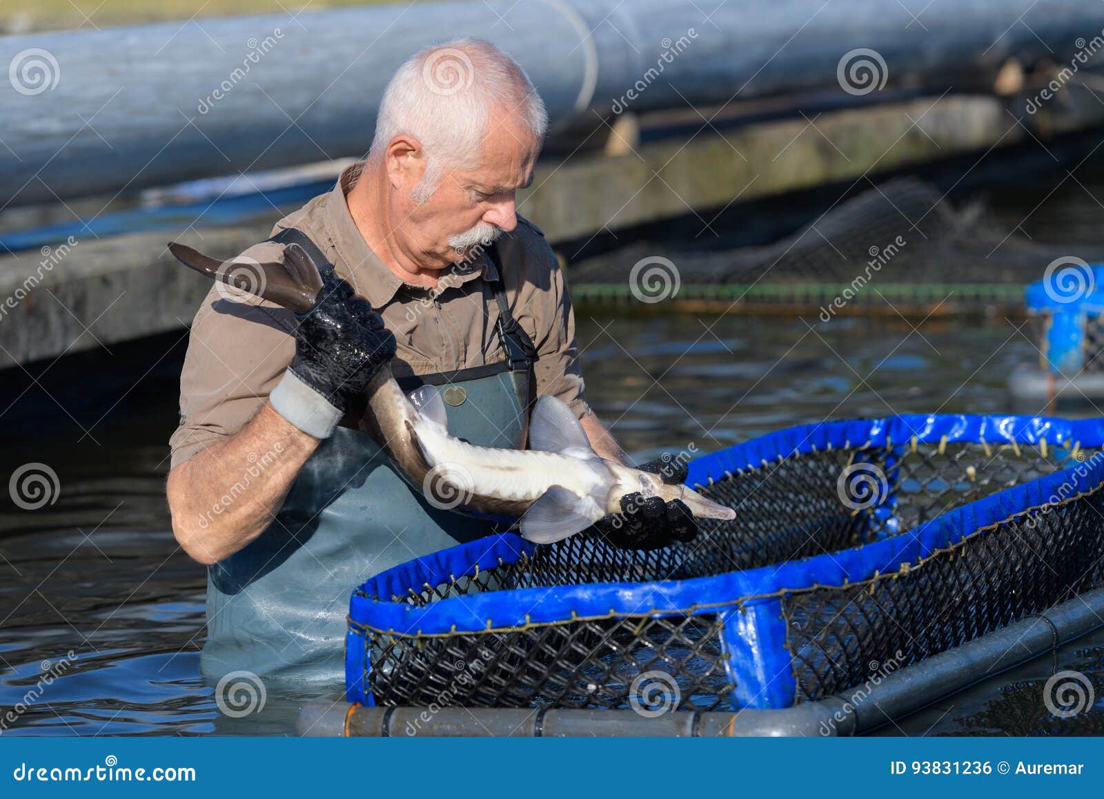 Man working at fish farm stock photo. Image of production - 93831236