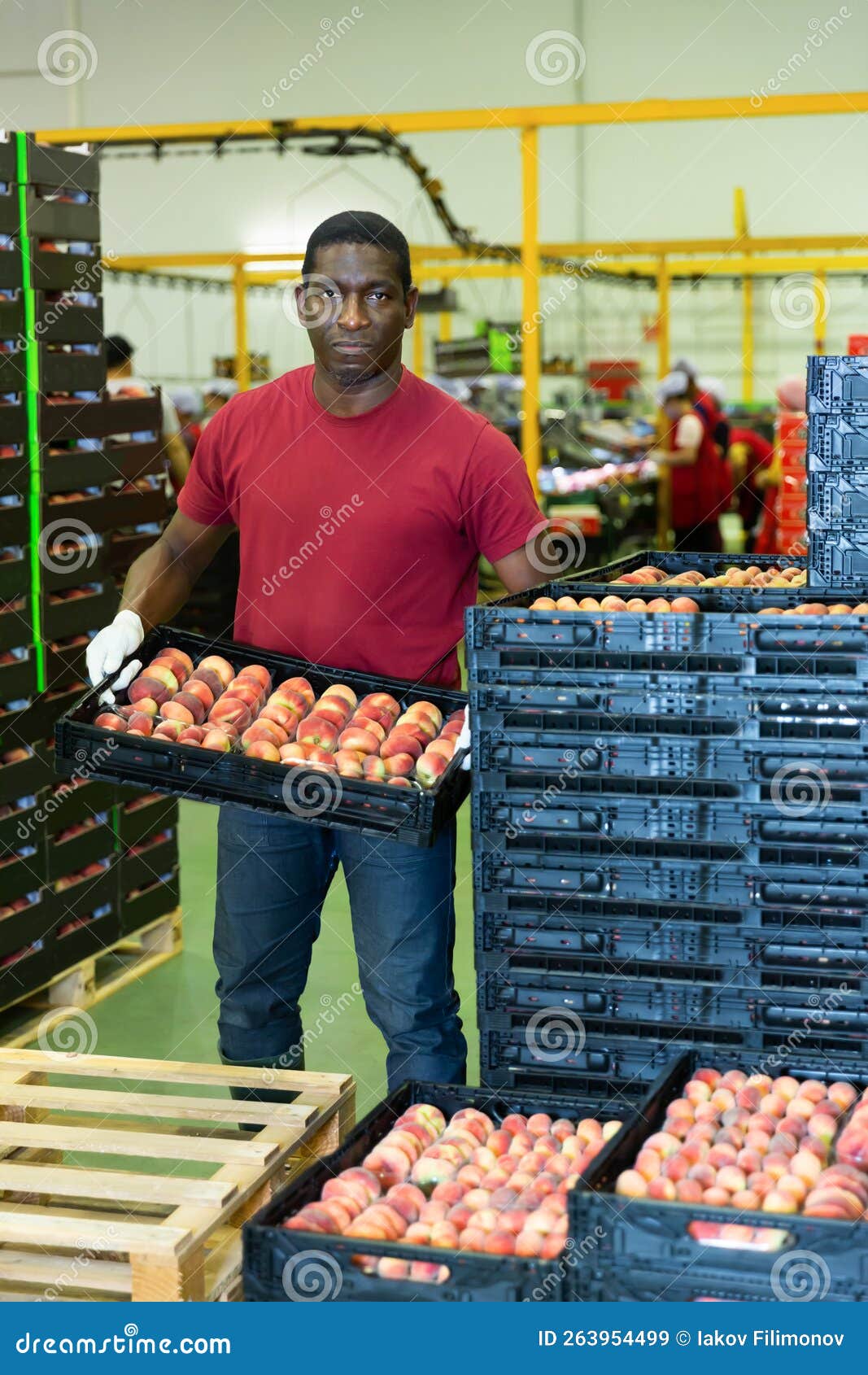 Man Working at Fruit Storage Carrying Box Stock Image - Image of ...