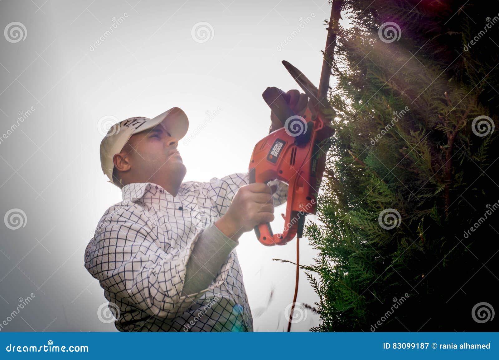 Man Working in the Garden Cutting the Trees Editorial Photography ...