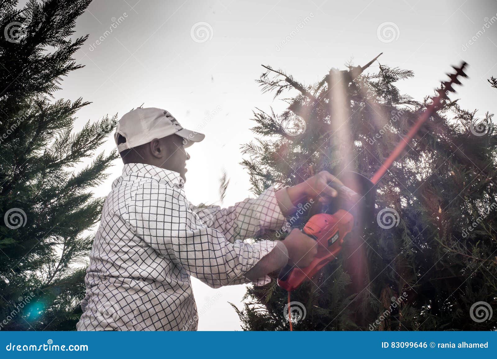 Man Working in the Garden Cutting the Trees Editorial Photo - Image of ...
