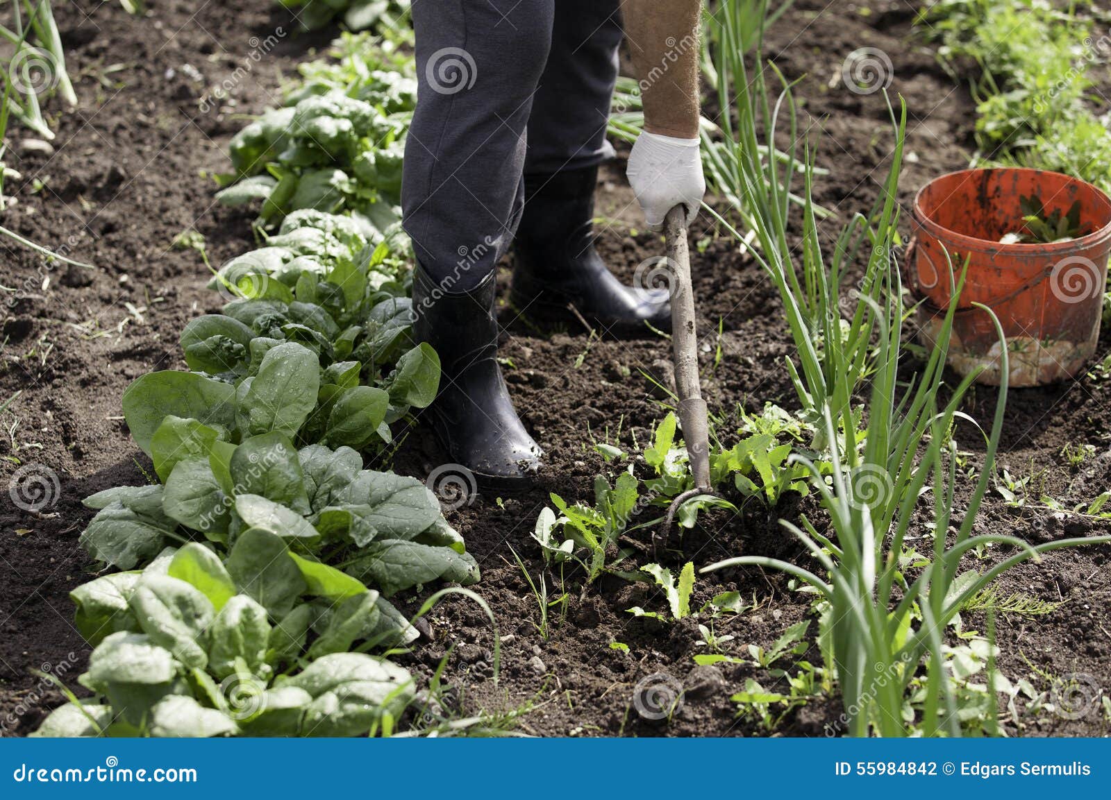 Man Working Garden with a Hoe Stock Photo - Image of farmer, older ...