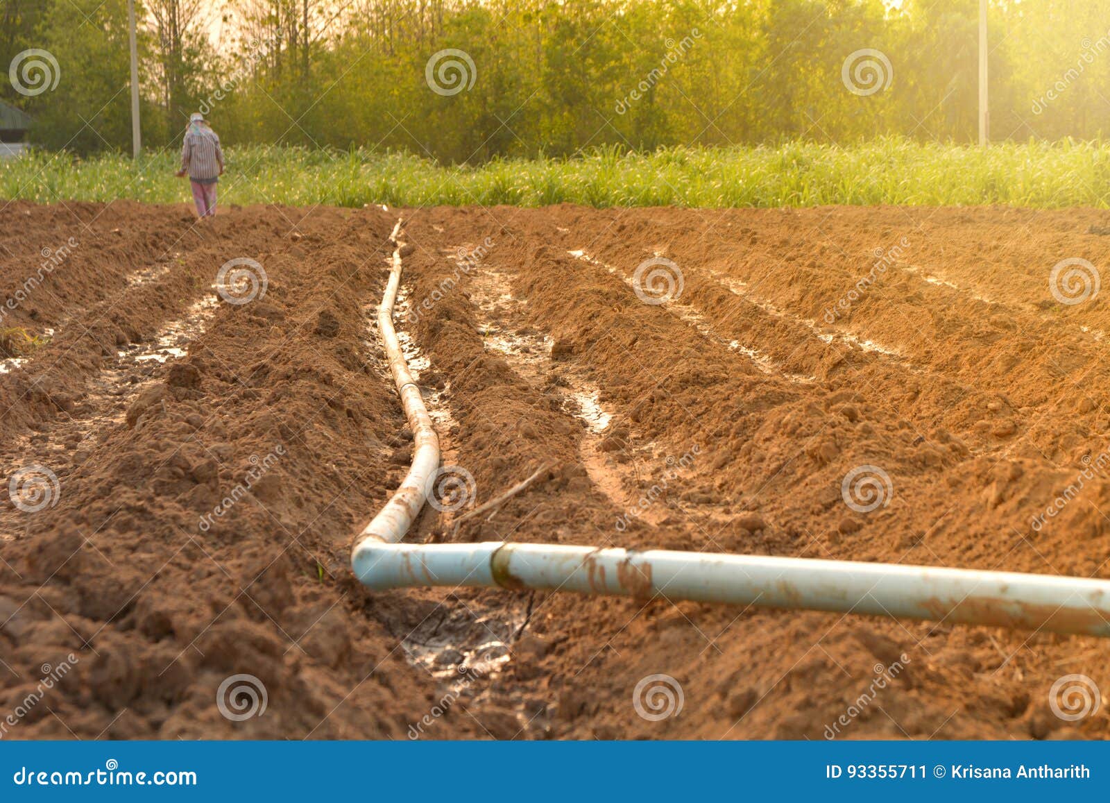 Man Working in the Garden for Seeding in Garden. Stock Image - Image of ...