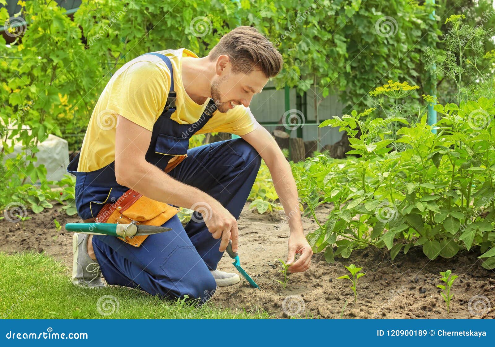 Man working in garden stock image. Image of garden, cultivate - 120900189