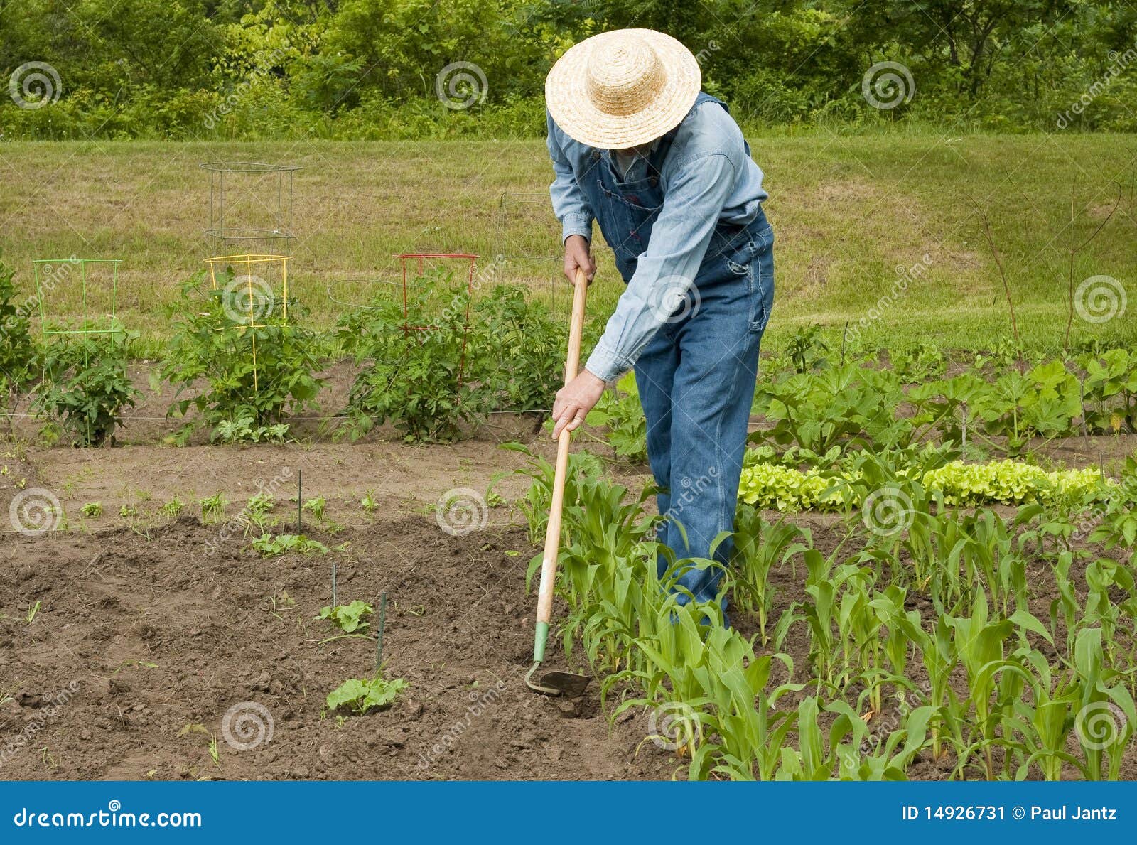 Man working in his garden stock image. Image of cultivate - 14926731 Man working in his garden stock image. Image of cultivate - 14926731
