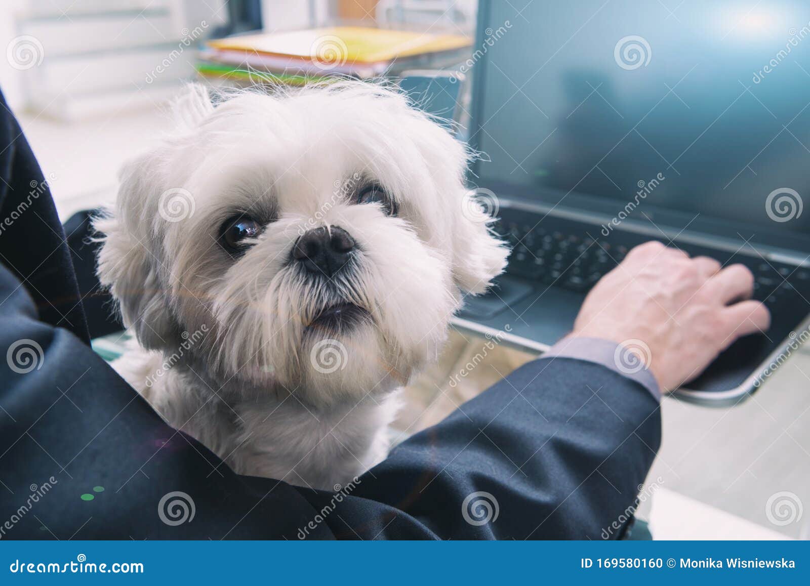 Working with Dog at Home or Office Stock Photo - Image of financial ...