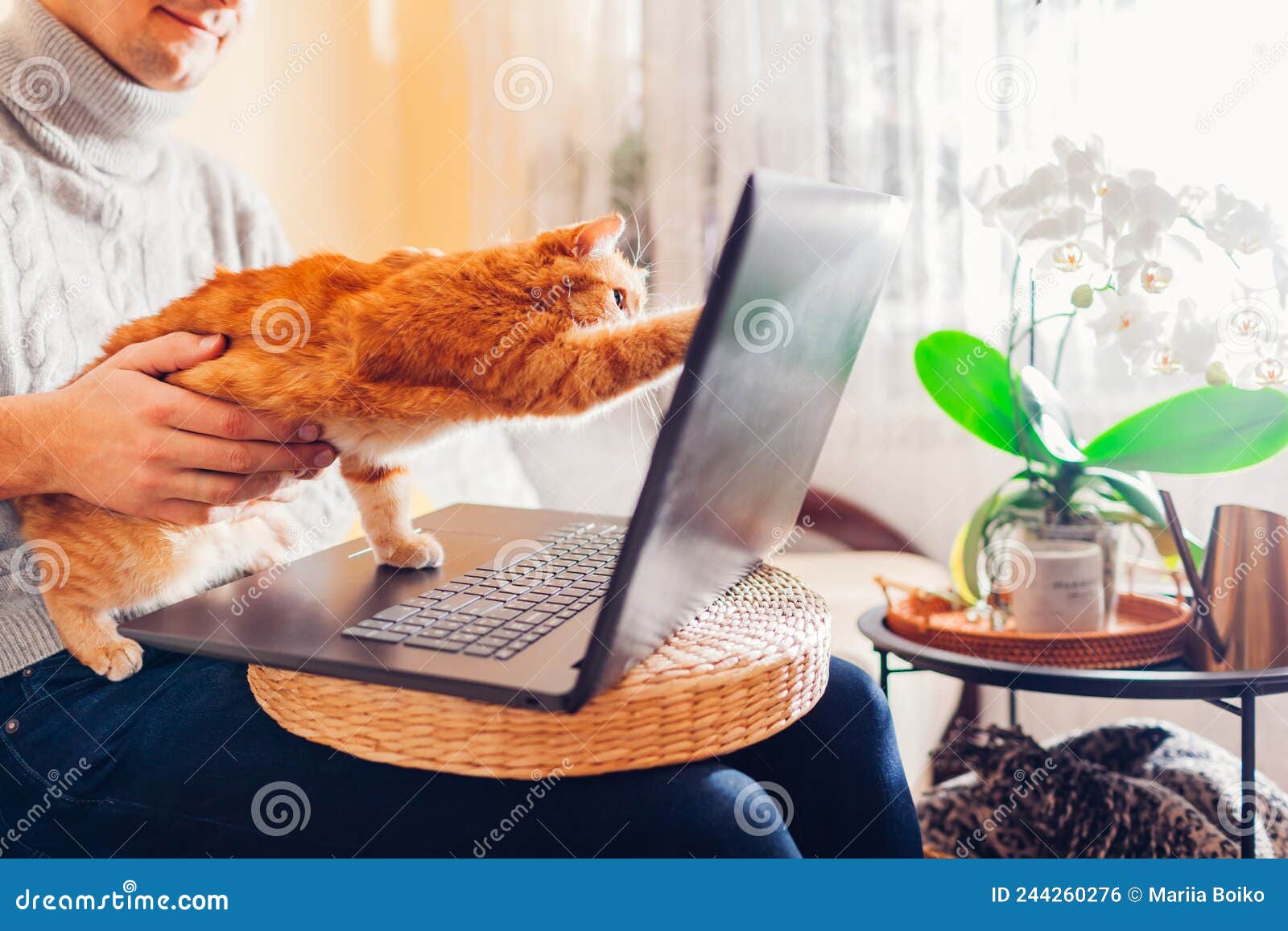 Man Working Online from Home with Pet Using Laptop. Ginger Cat Touching ...