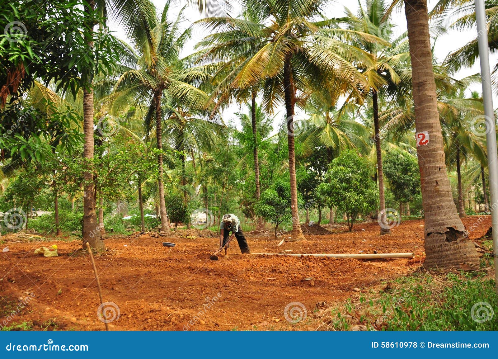 Man Working on Organic Tropical Farm Editorial Stock Photo - Image of ...