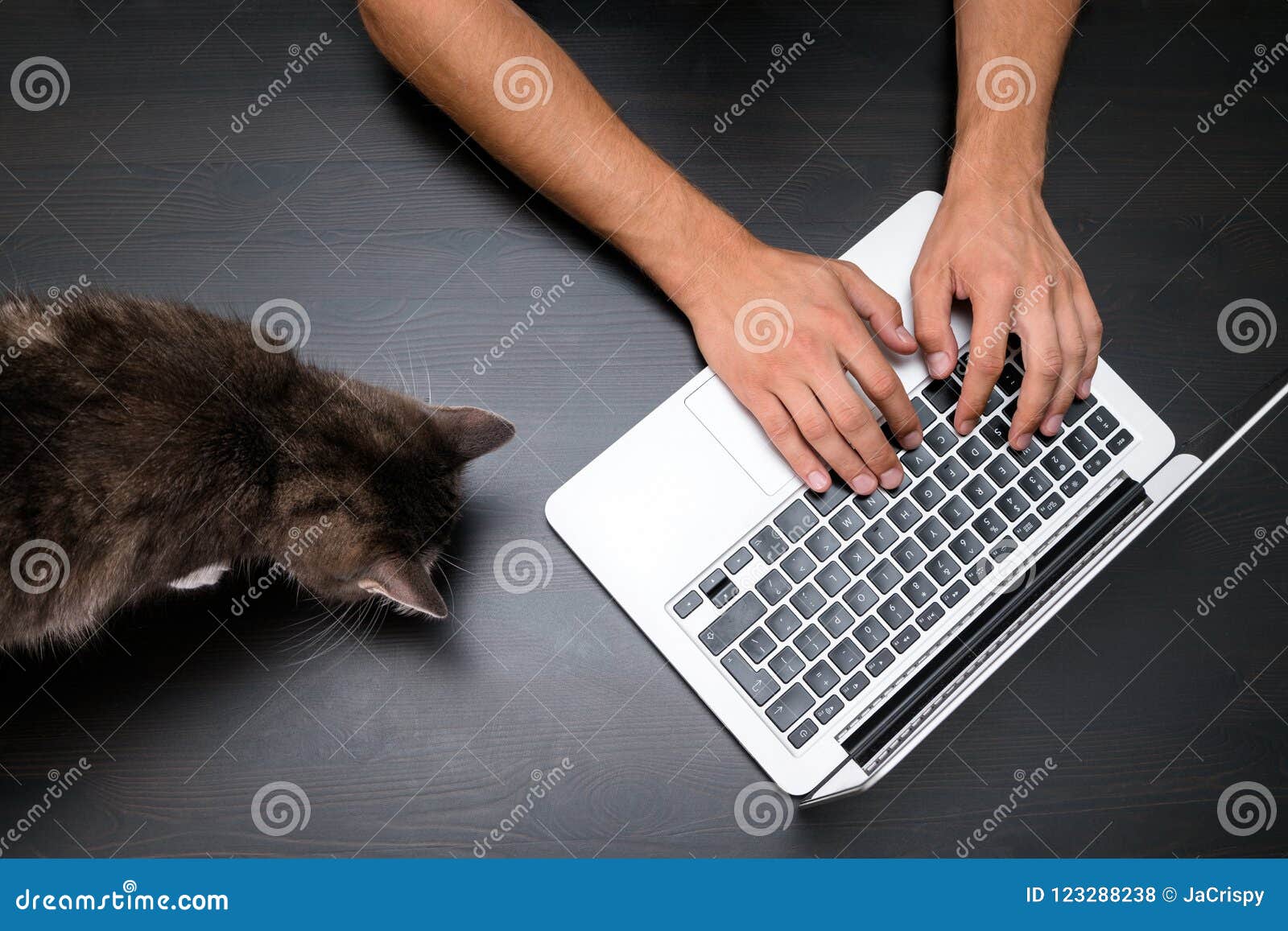 Man Working in Pet Friendly Office with Cat by Using a Laptop Co Stock ...