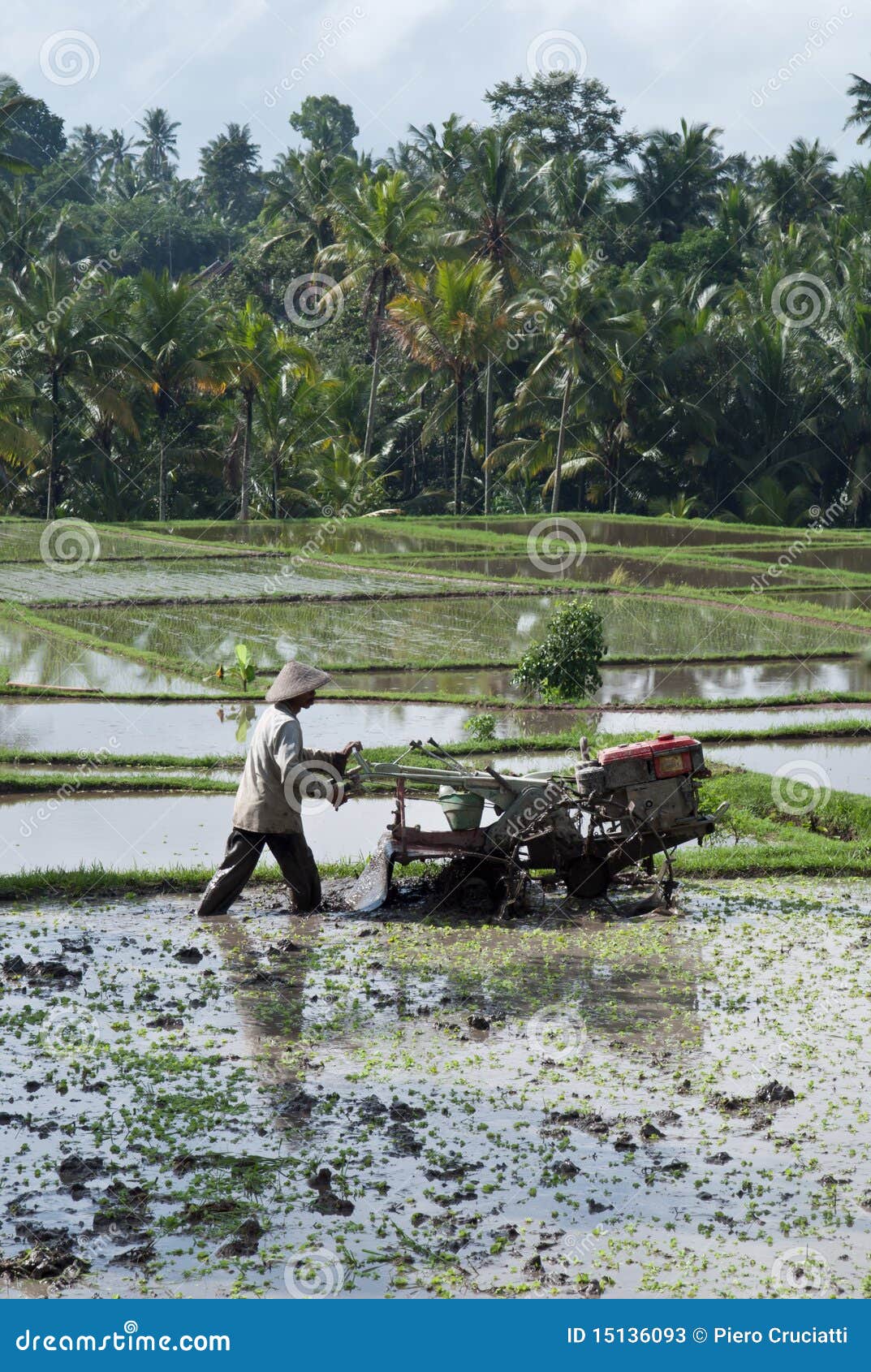 Man Working in a Rice Field Editorial Stock Photo - Image of nature ...