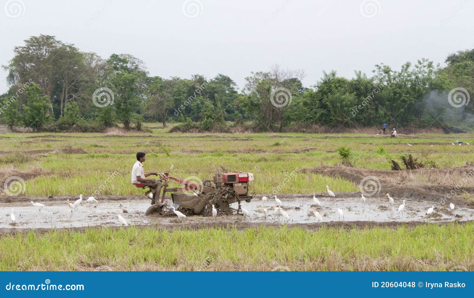 A Man Working in a Rice Field, Sri Lanka Editorial Stock Photo - Image ...