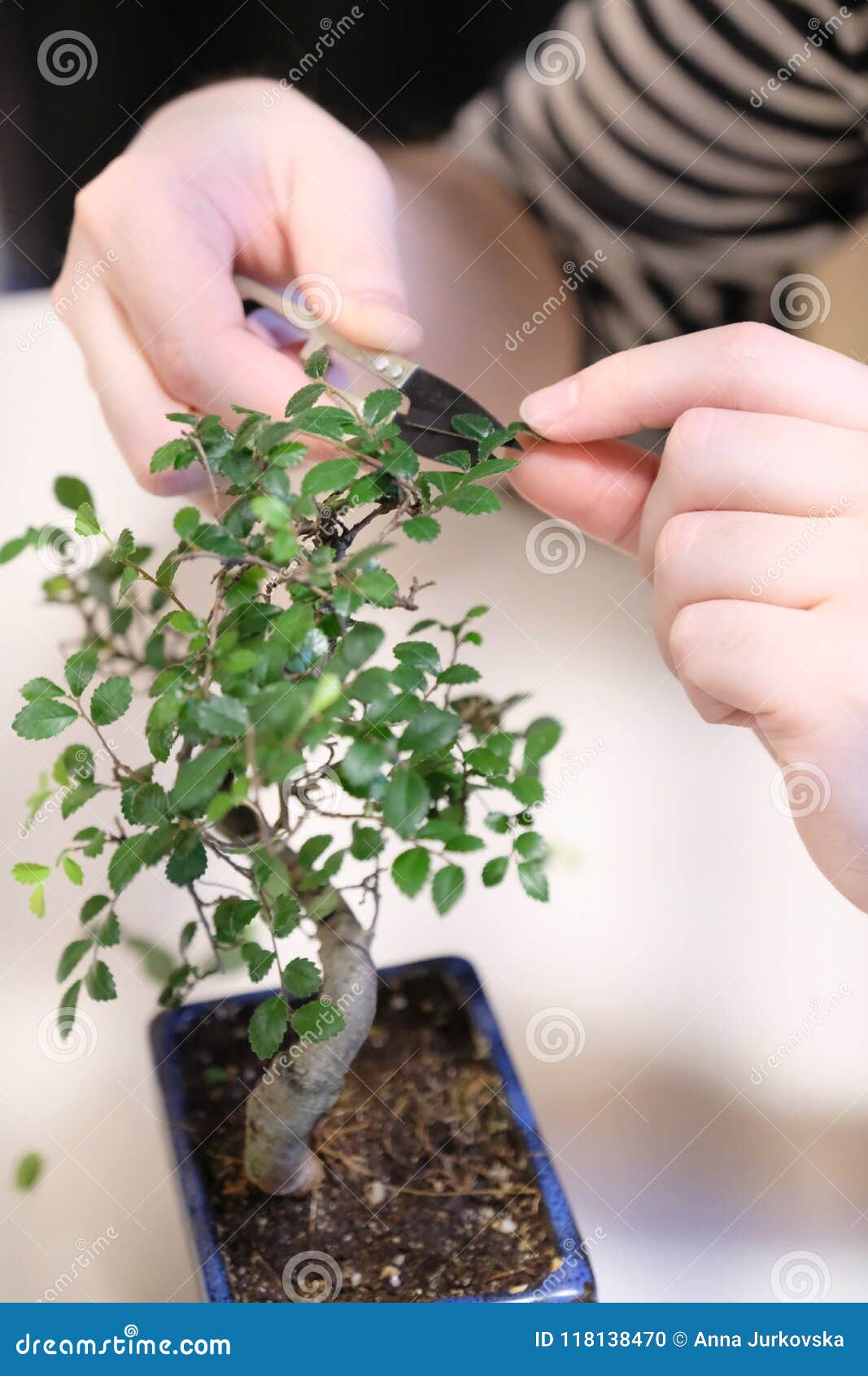 A Man Working on Shaping a Bonsai Crown Stock Photo - Image of ...