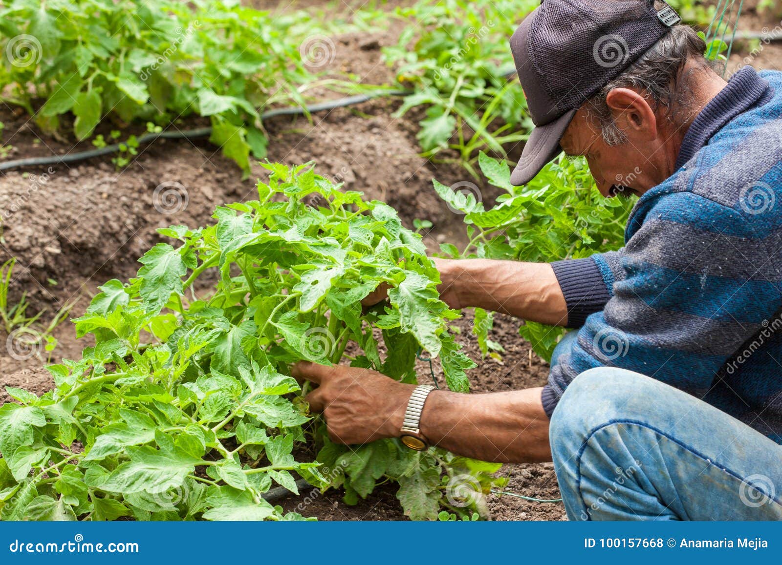 Man Working at Tomato Cultivation Field Editorial Stock Photo - Image ...
