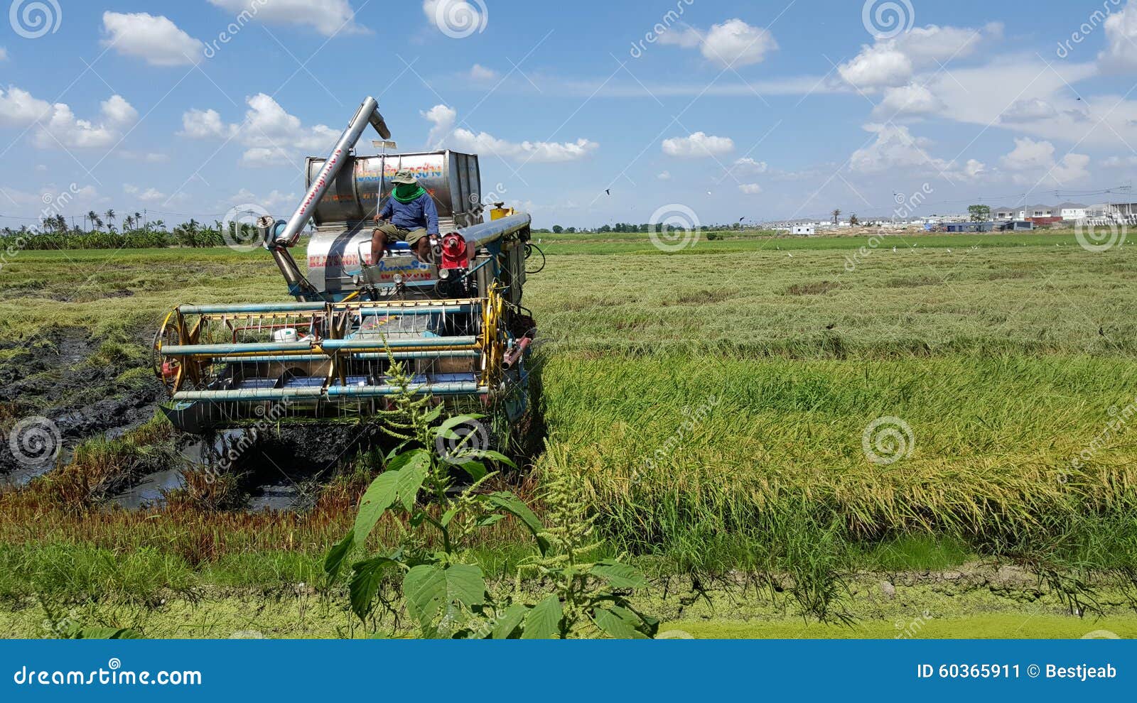 Man Working on Tractor for Rice Harvest Editorial Photo - Image of ...